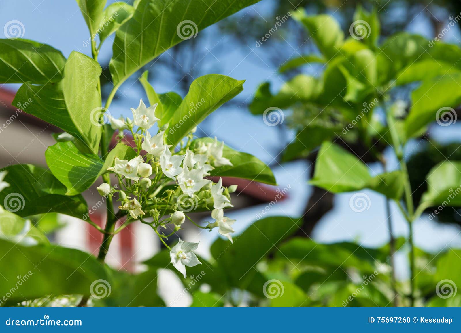 The Fresh Vallaris Glabra in the Garden Stock Photo - Image of garden ...