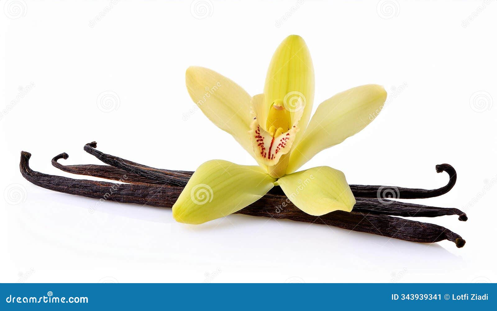 Fresh Vanilla Flower Isolate on White Background Stock Illustration ...