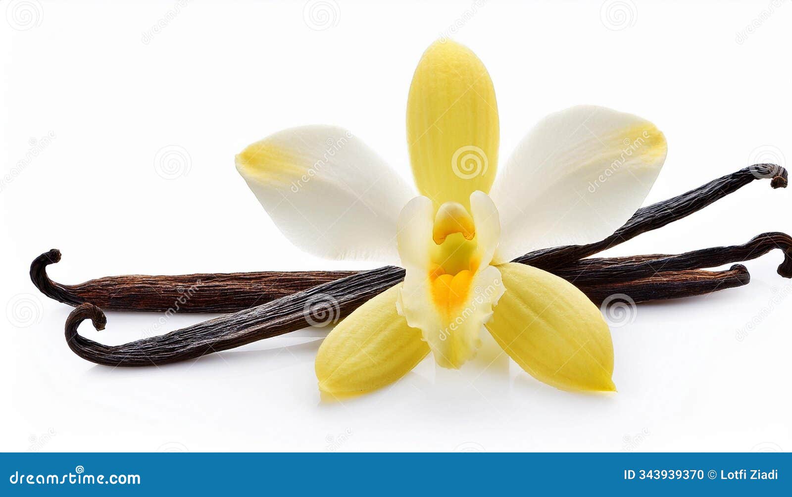 Fresh Vanilla Flower Isolate on White Background Stock Illustration ...