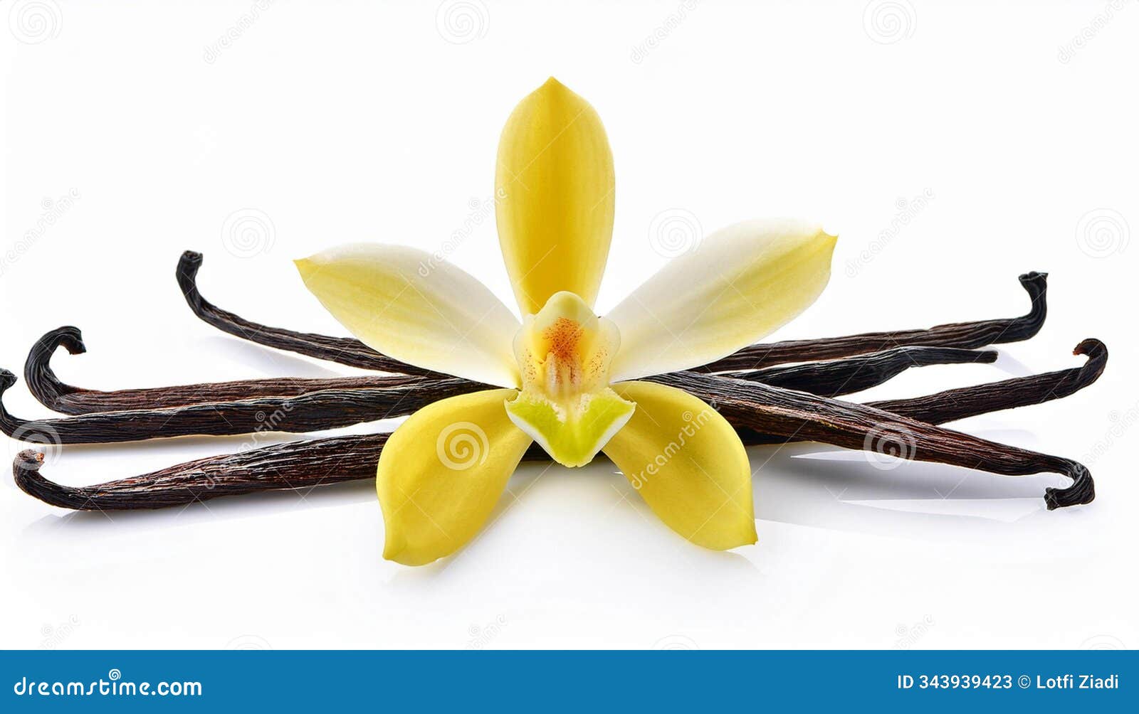 Fresh Vanilla Flower Isolate on White Background Stock Illustration ...