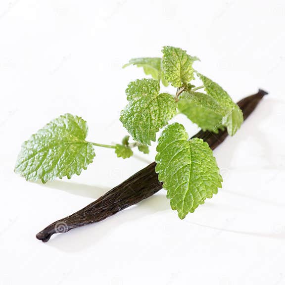 Fresh vanilla and mint stock photo. Image of gourmet - 10951252
