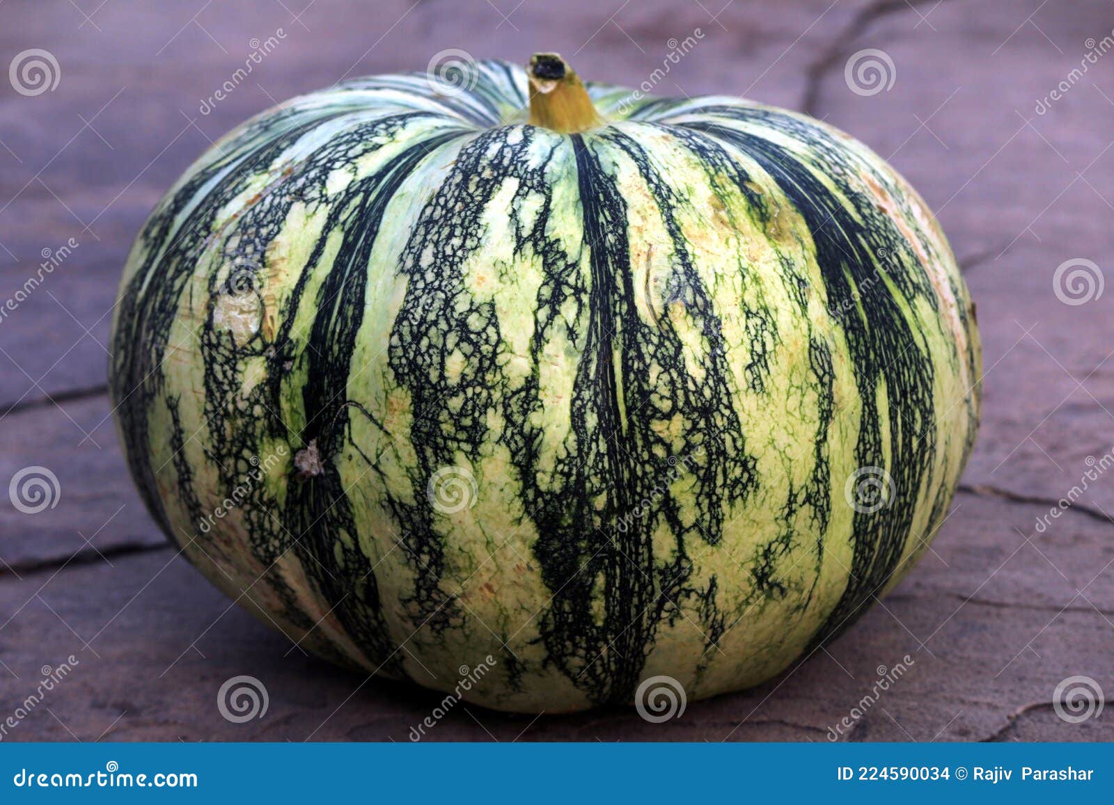 Fresh Vegetable Green and White Pumpkin Stock Photo - Image of fresh ...
