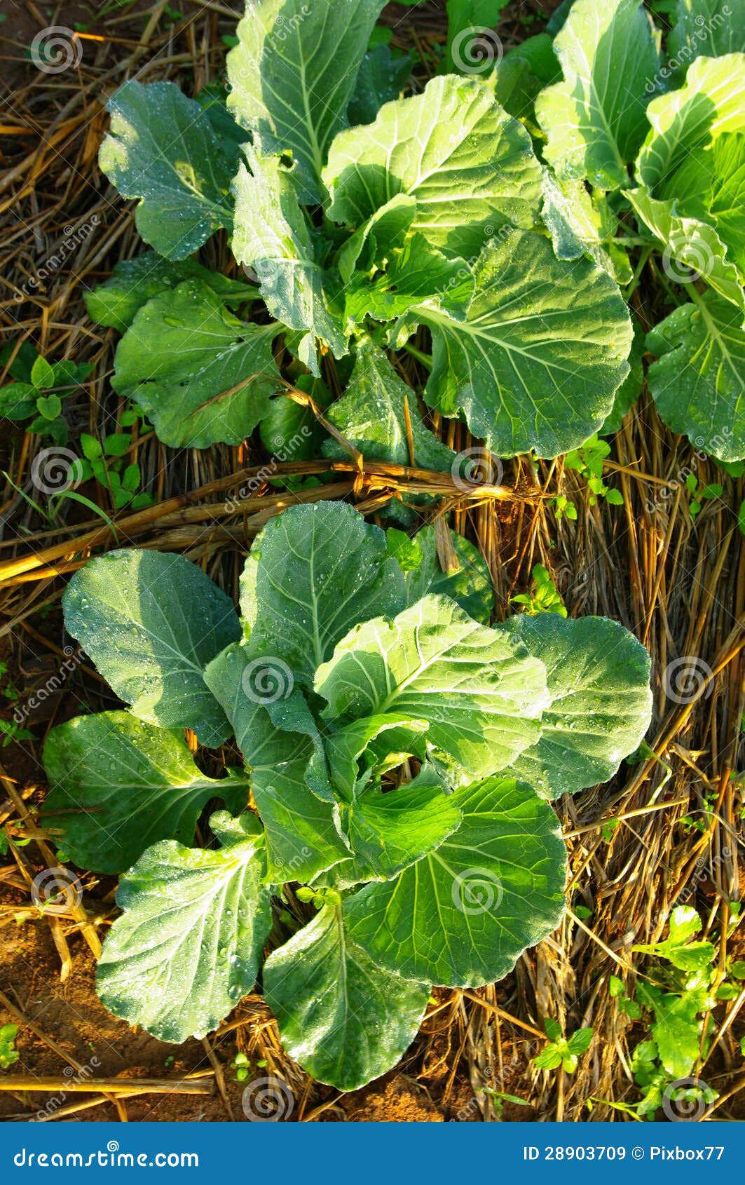 Fresh vegetable on ground stock image. Image of vegetable - 28903709