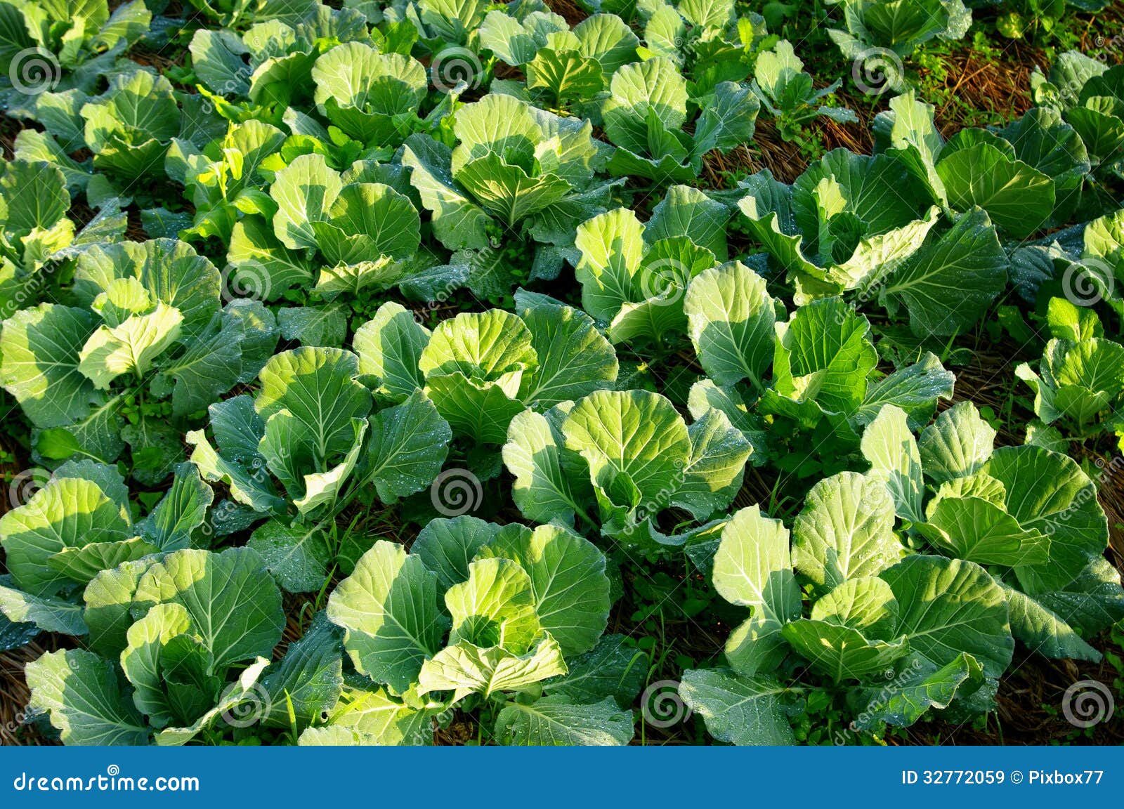 Fresh vegetable on ground stock image. Image of botany - 32772059