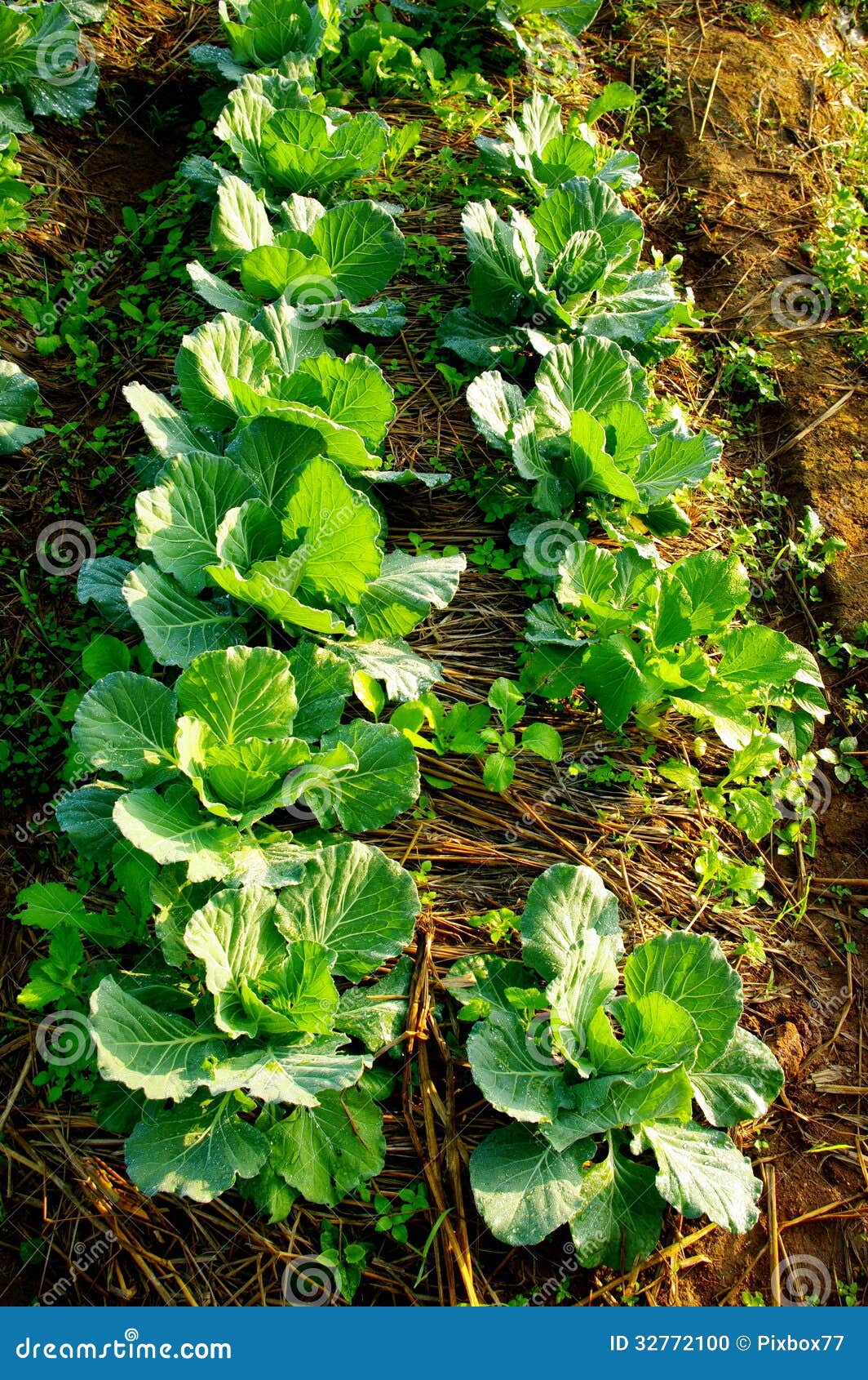 Fresh vegetable on ground stock photo. Image of natural - 32772100
