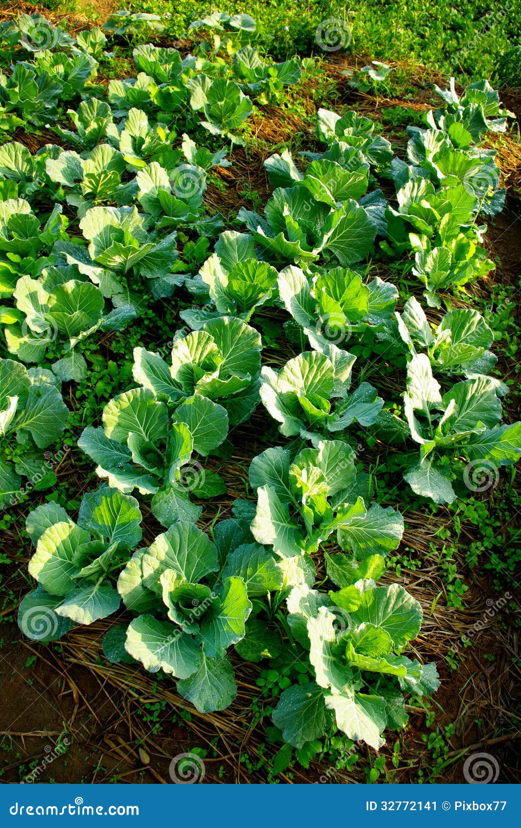 Fresh vegetable on ground stock image. Image of botanical - 32772141