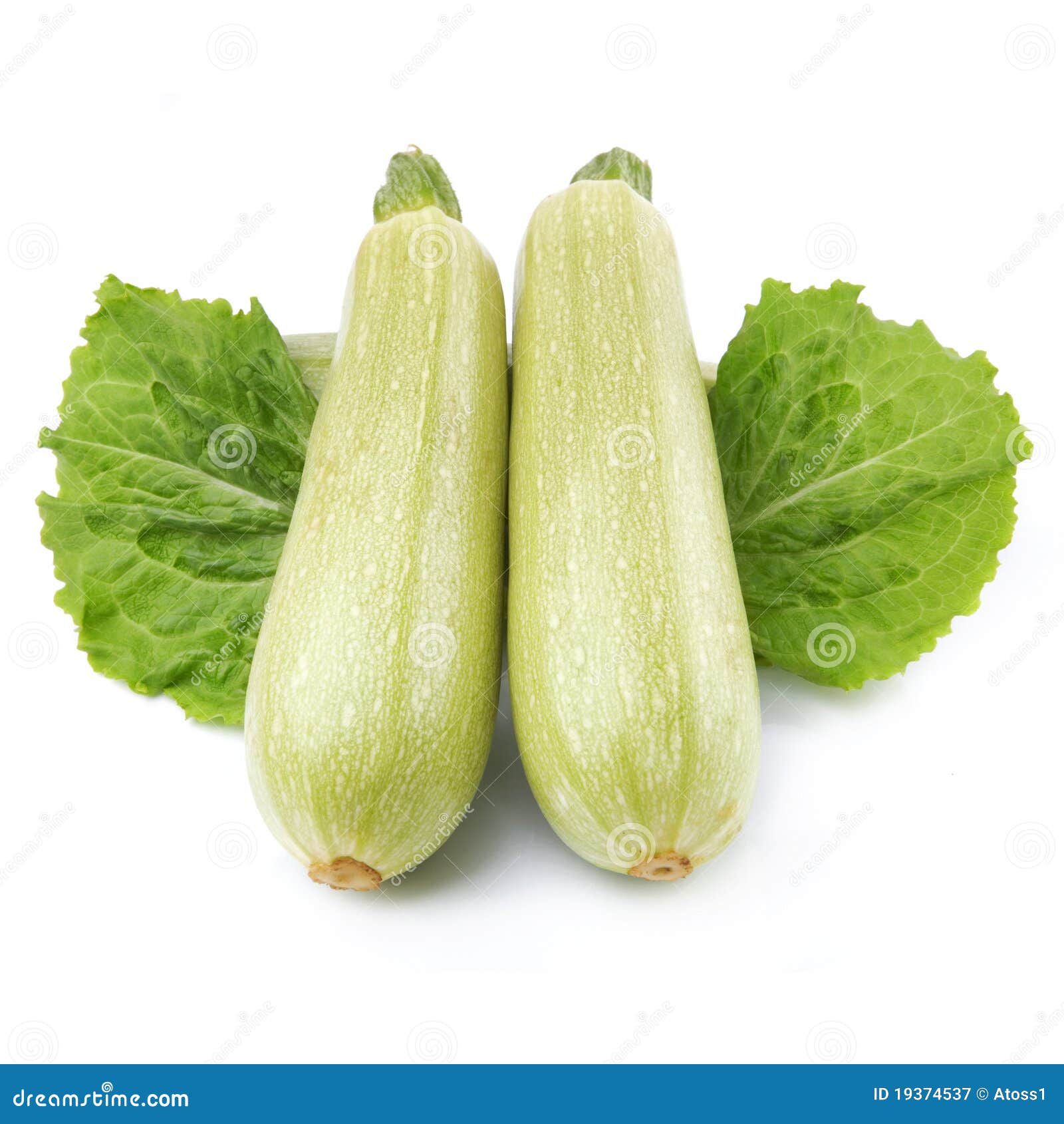 Fresh vegetable marrow stock image. Image of circlet - 19374537