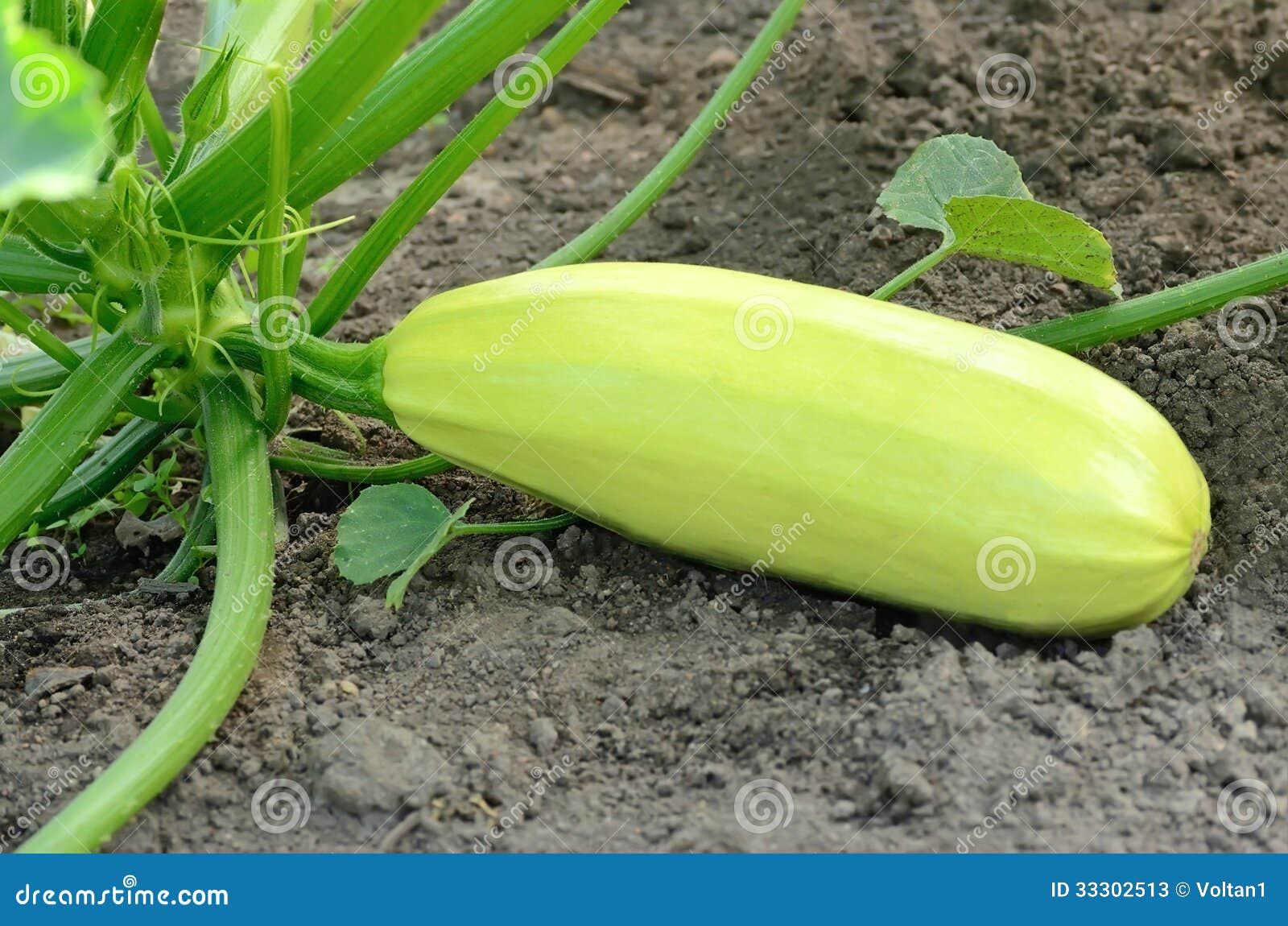 Fresh vegetable marrow stock image. Image of healthy - 33302513