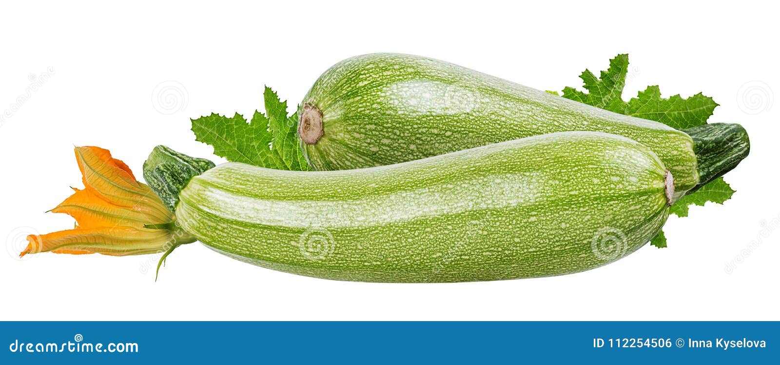 Fresh Vegetable Marrow Isolated on White Stock Photo - Image of squash ...