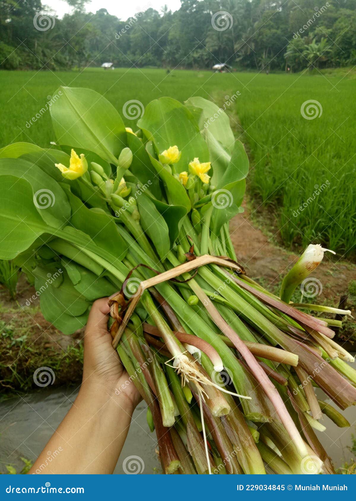 Fresh Vegetable Named Genjer Stock Image - Image of genjer, vegetable ...