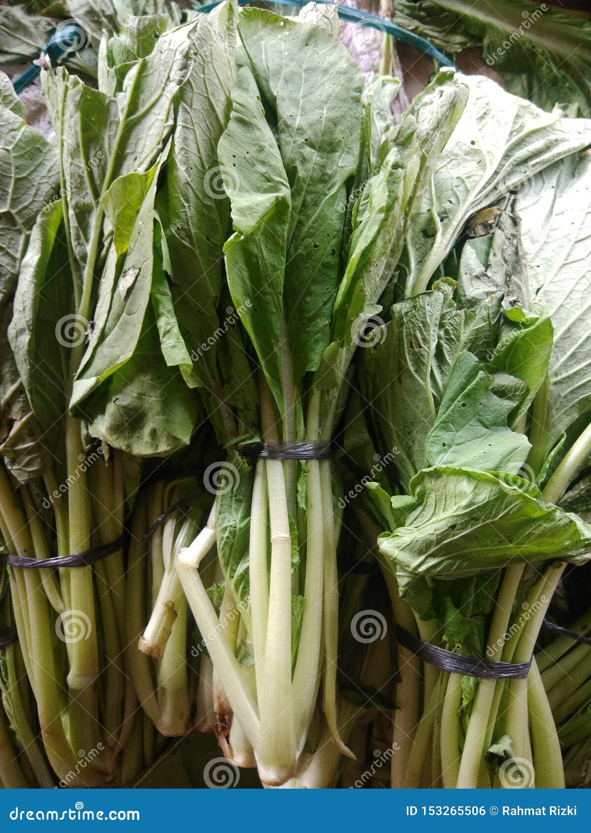 Fresh vegetable stock photo. Image of produce, agriculture - 153265506