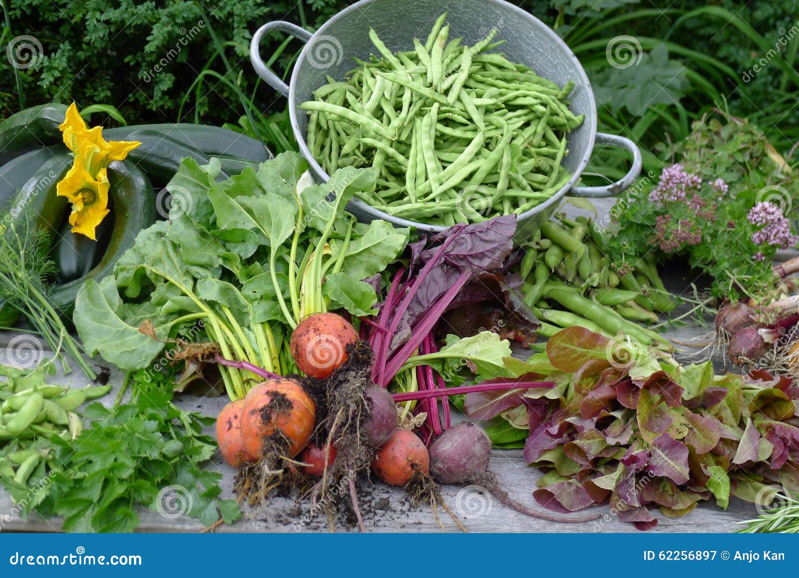 Fresh Vegetables from the Garden, the Netherlands Stock Image - Image ...