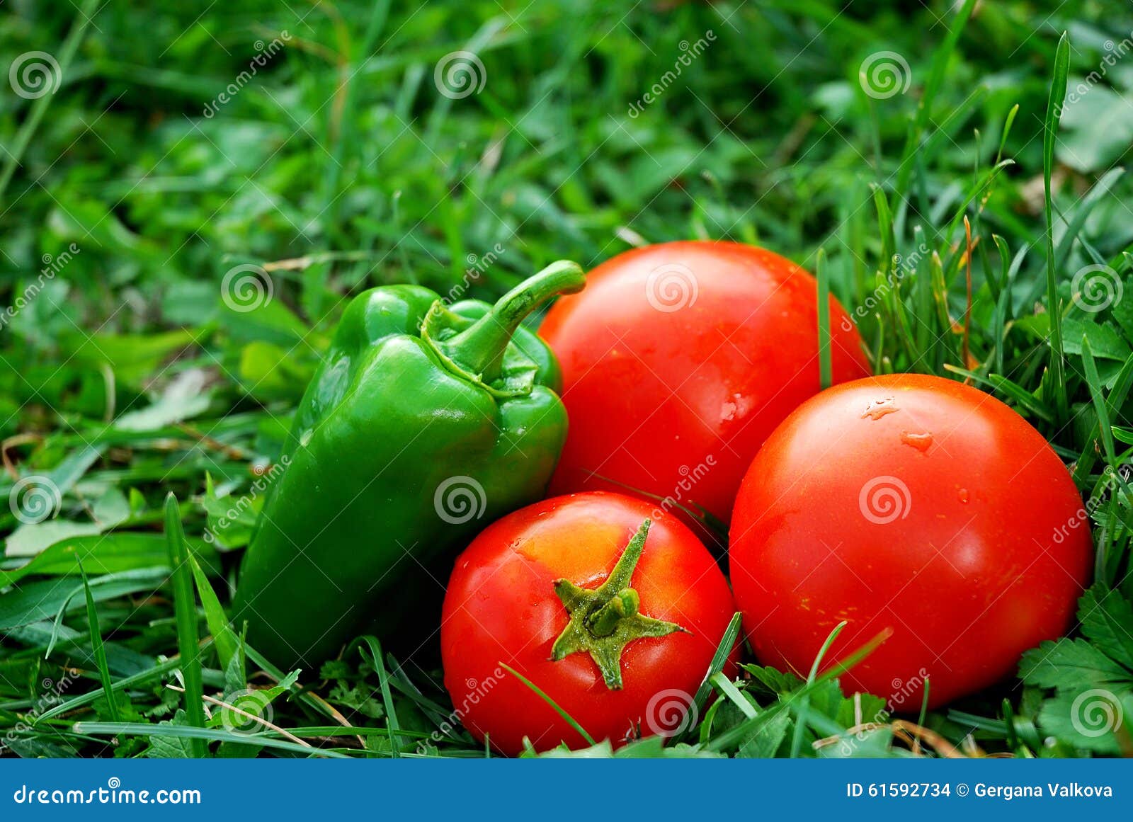 Fresh Vegetables on the Green Grass Stock Photo - Image of nature ...
