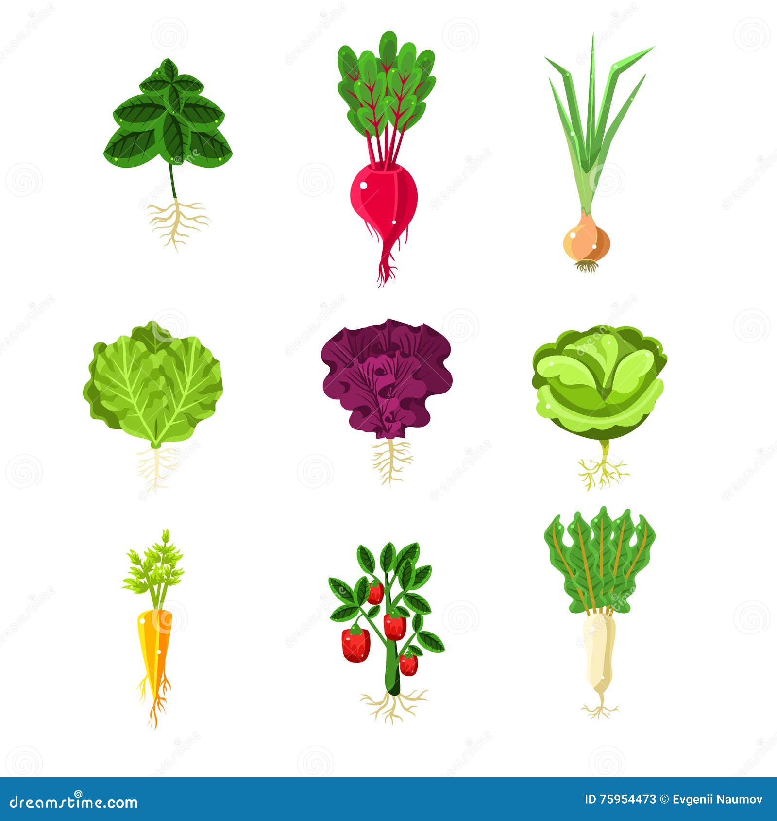 Fresh Vegetables with Roots Primitive Illustrations Set Stock Vector ...