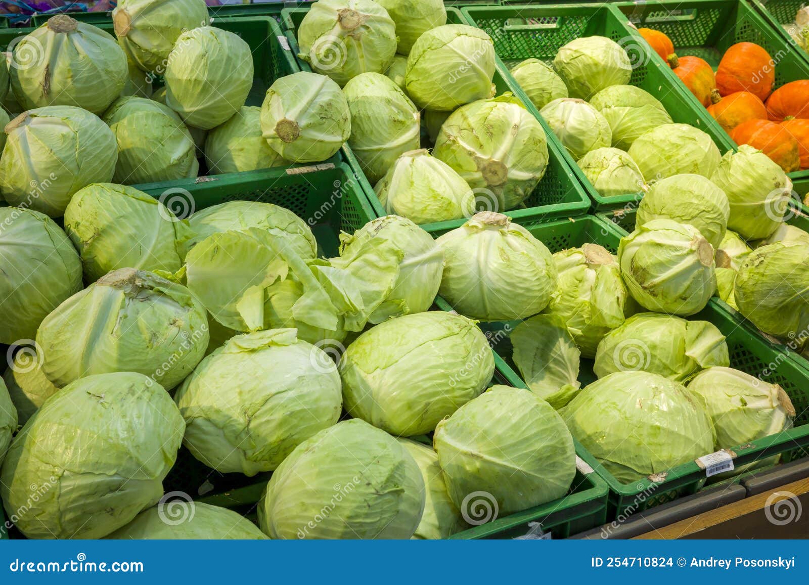 Fresh Vegetables in the Store, Cabbage in Plastic Boxes on the Counter ...