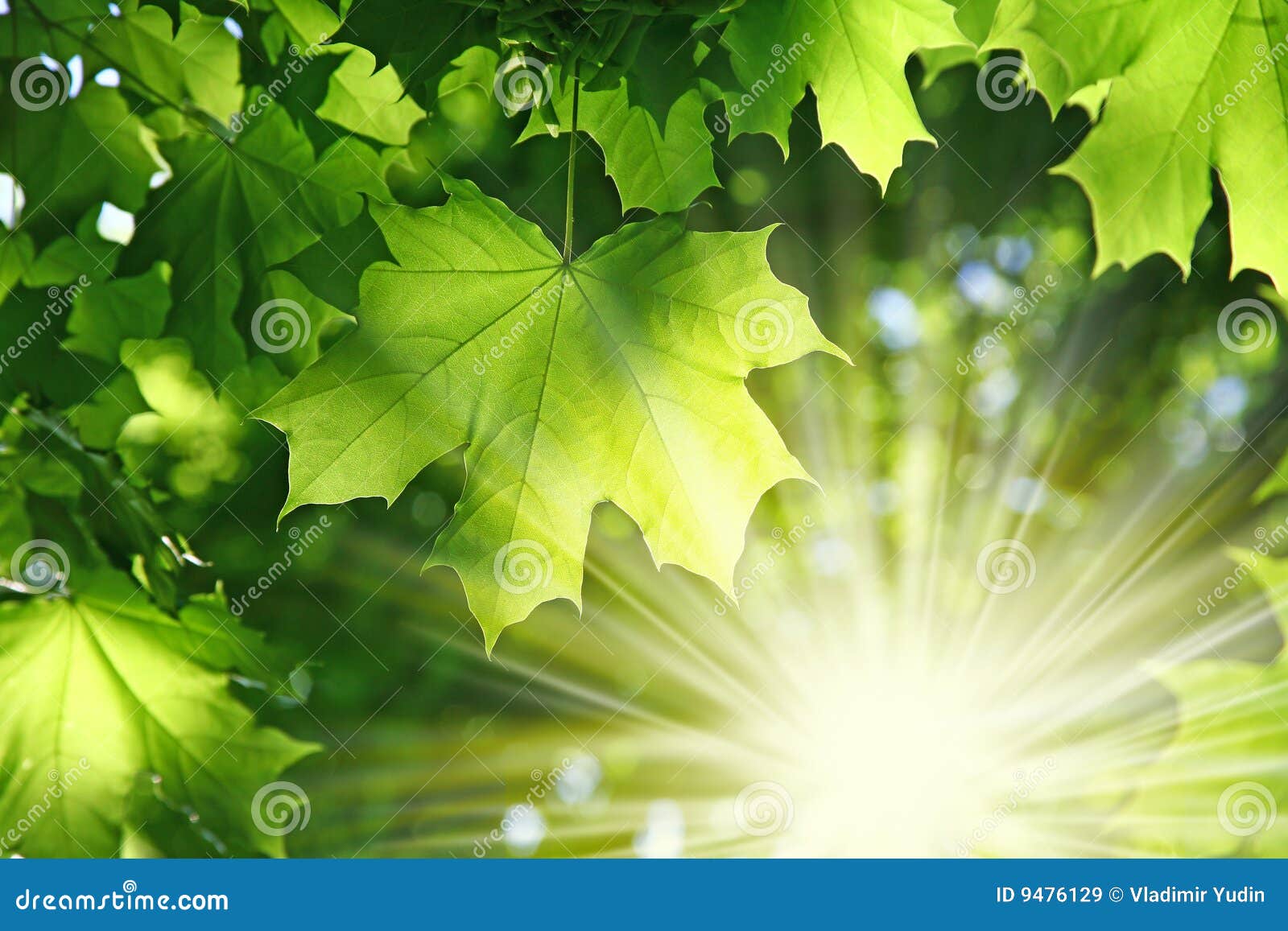 Fresh verdure in forest stock image. Image of fresh, bright - 9476129
