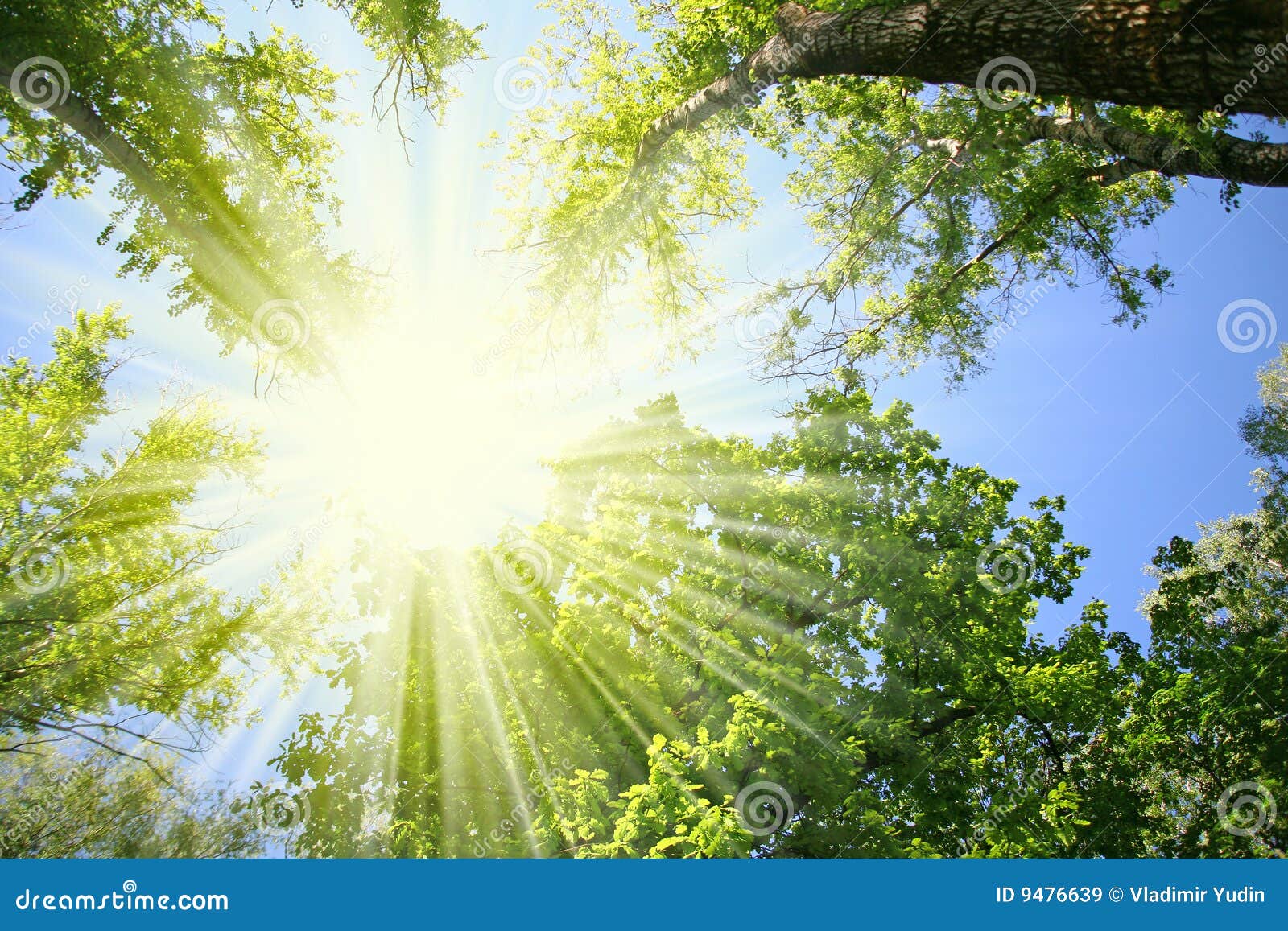 Fresh verdure in forest stock image. Image of leaf, background - 9476639