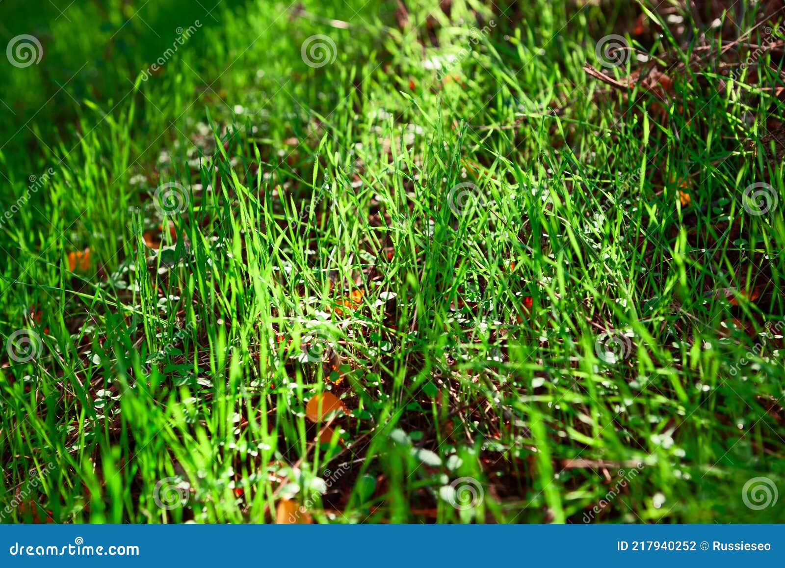 Fresh verdure stock photo. Image of color, growth, farming - 217940252