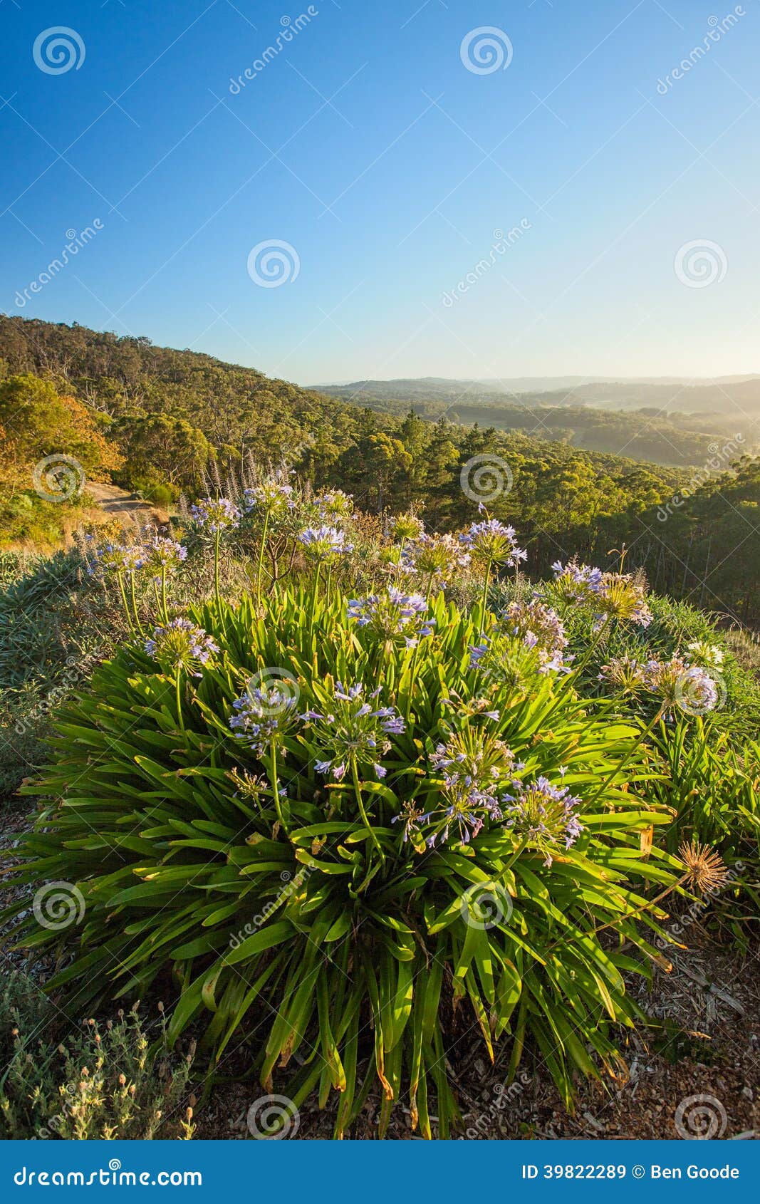 Fresh View stock image. Image of beauty, landscape, flowers - 39822289