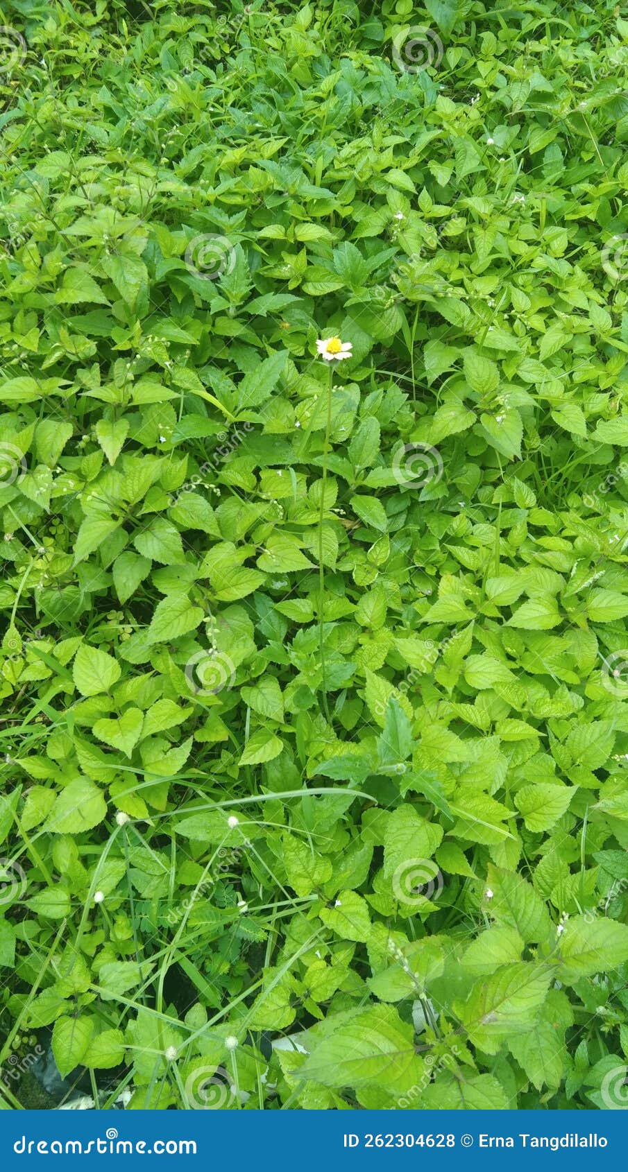 Fresh View of Green Grass in Field Stock Photo - Image of fresh, field ...