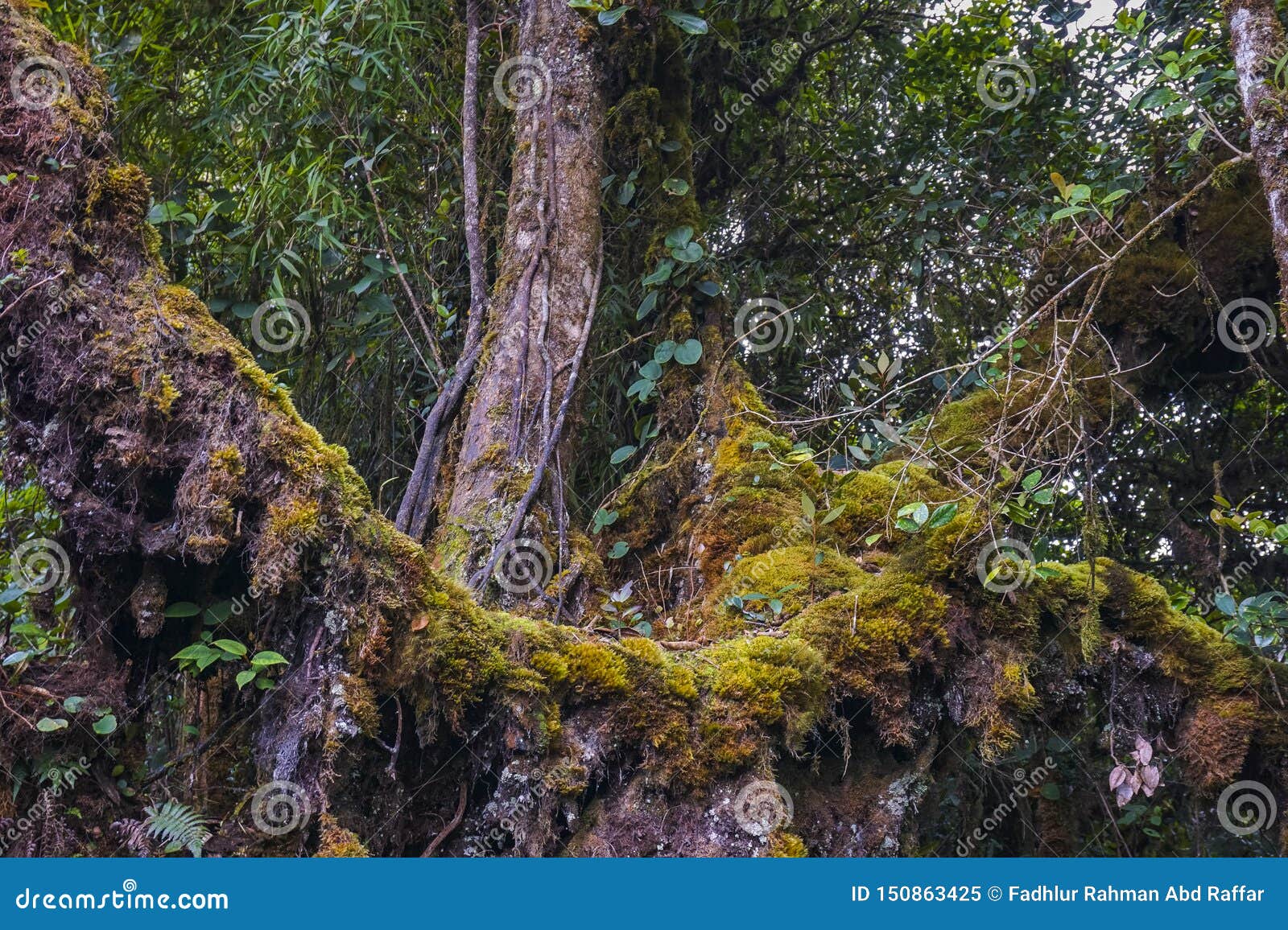 The Fresh View of Mossy Forest Stock Image - Image of moss, leaf: 150863425