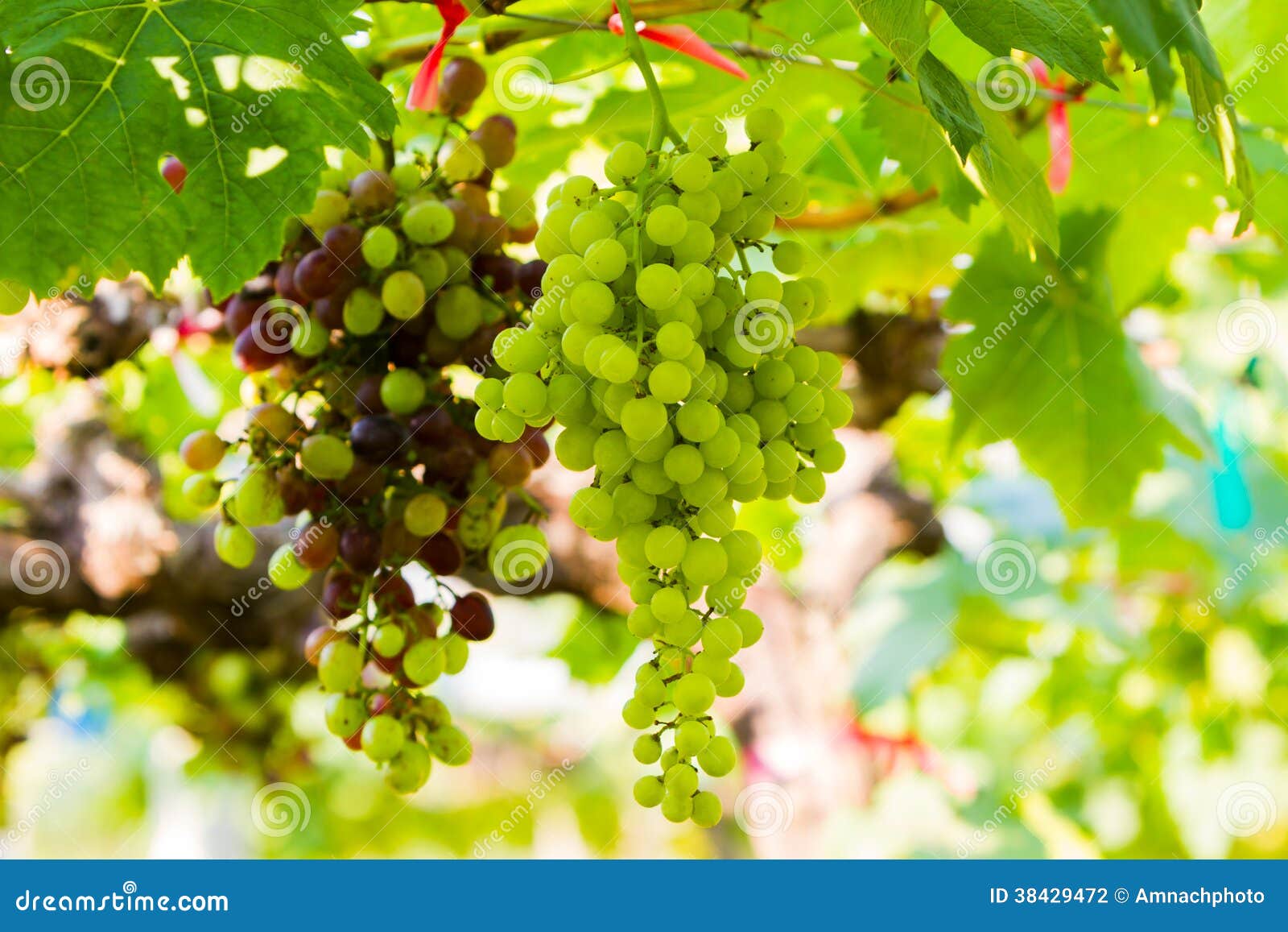 Fresh Vineyards,Grape Farm. Stock Photo - Image of field, blue: 38429472