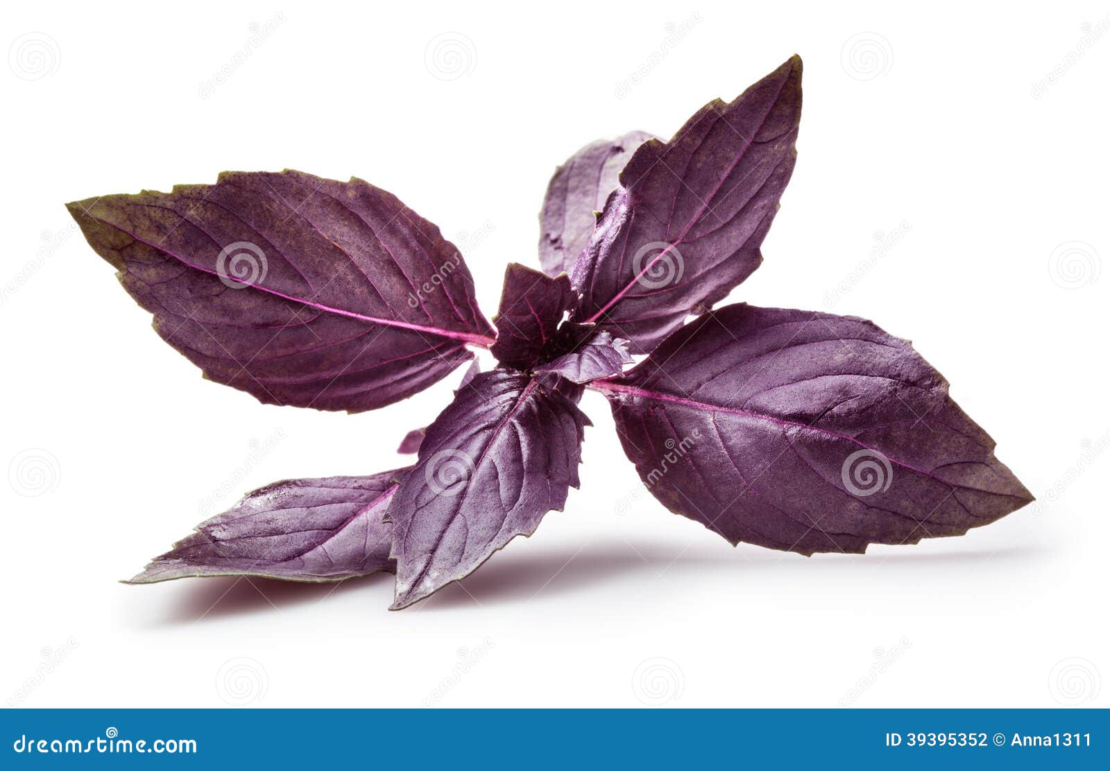 147 Violet Basilic Plant Photos - Free & Royalty-Free Stock Photos from ...