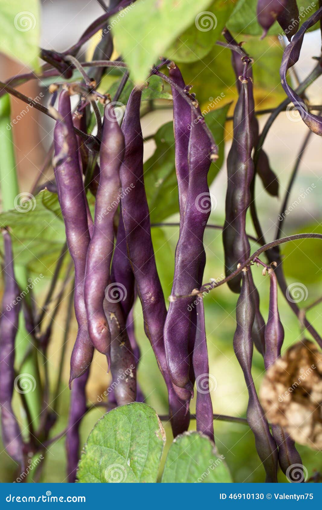 Fresh Violet Beans in the Garden. Stock Photo - Image of crop ...