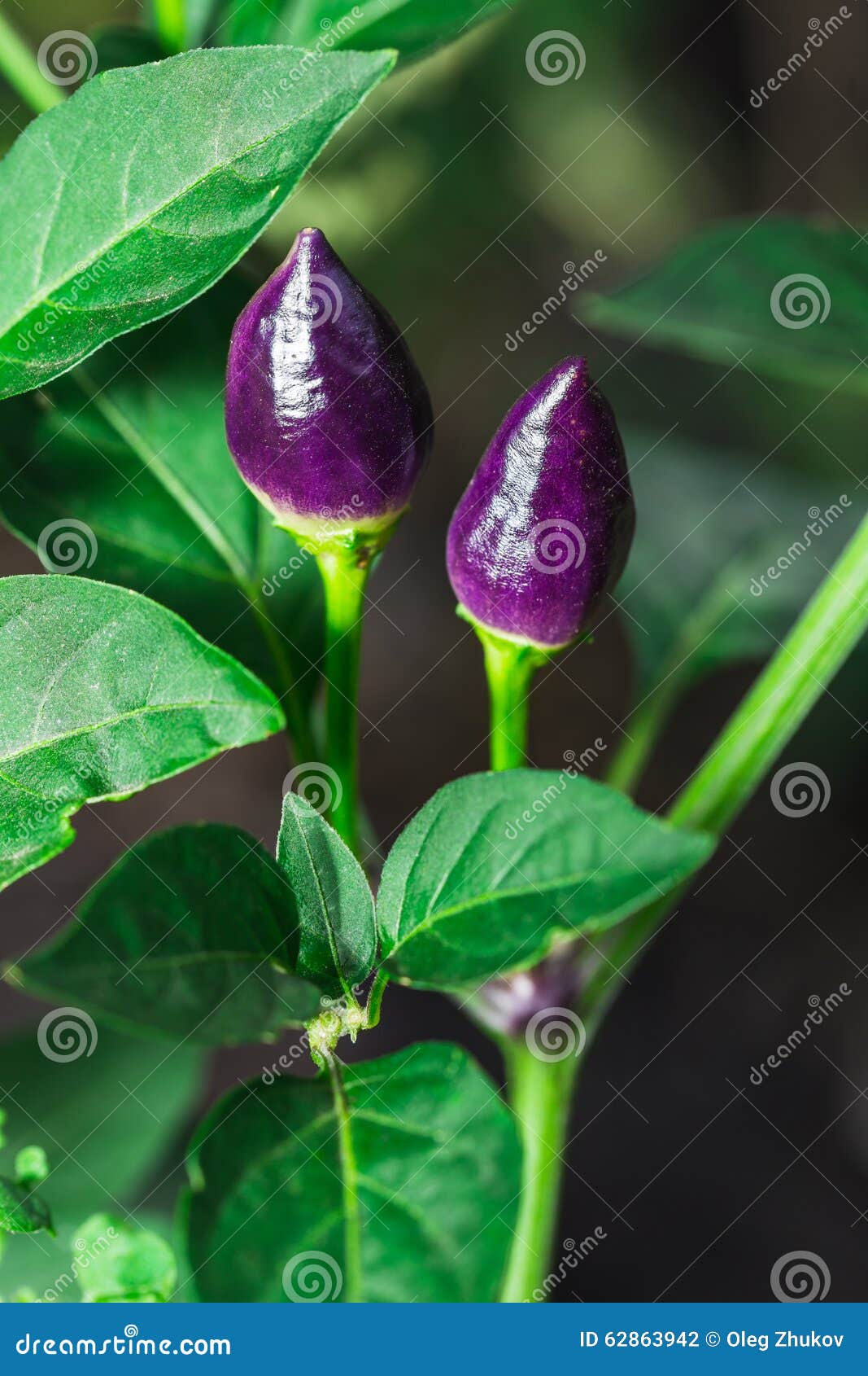 Fresh violet chili peppers stock photo. Image of chilli - 62863942