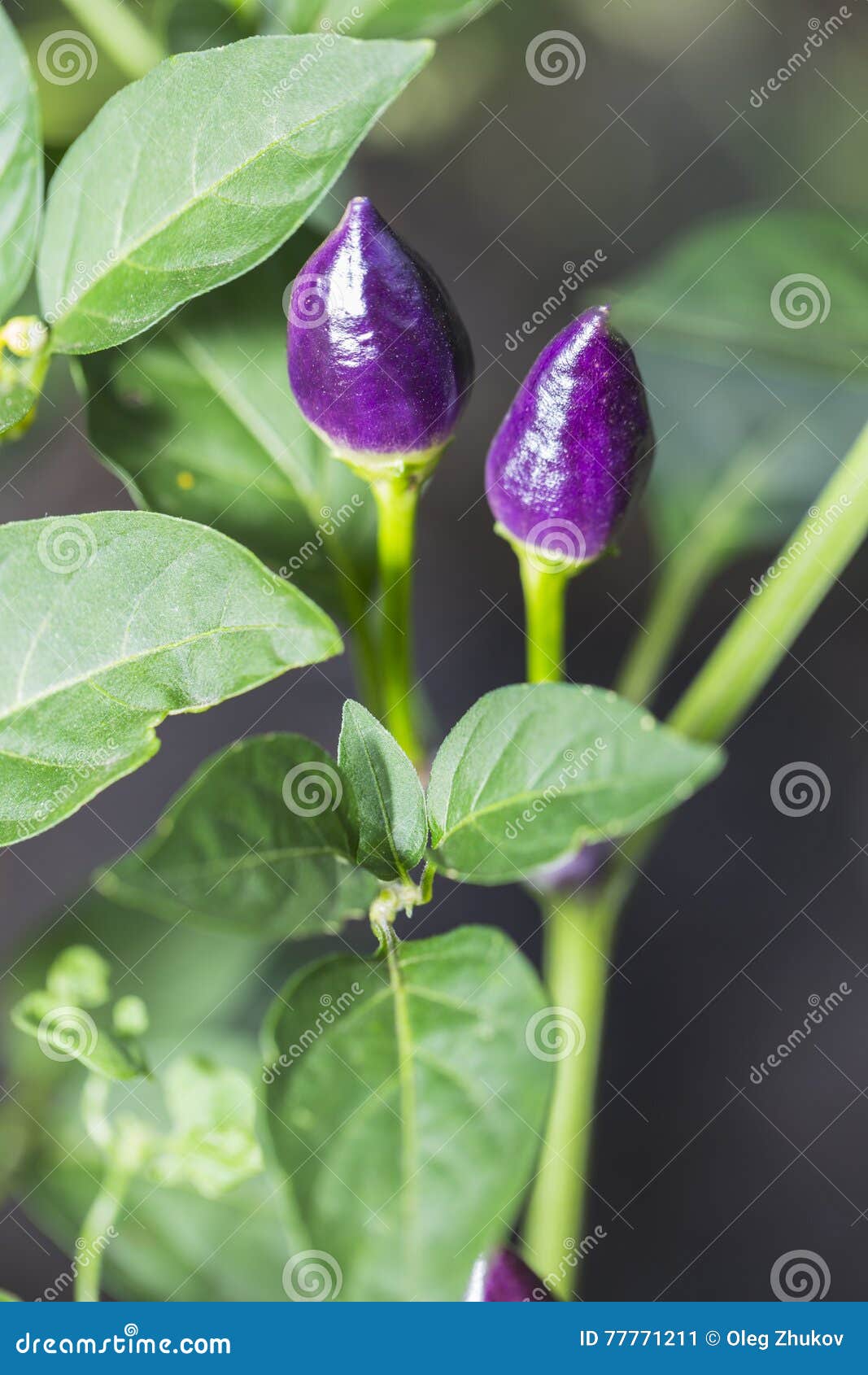 Fresh violet chili peppers stock image. Image of nature - 77771211