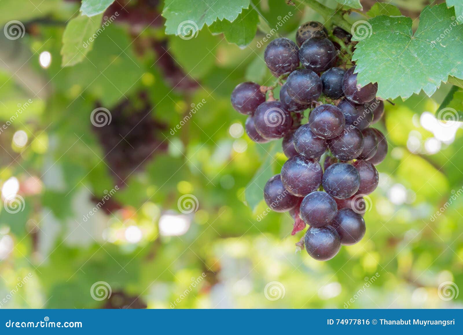 Fresh violet grapes stock photo. Image of agriculture - 74977816