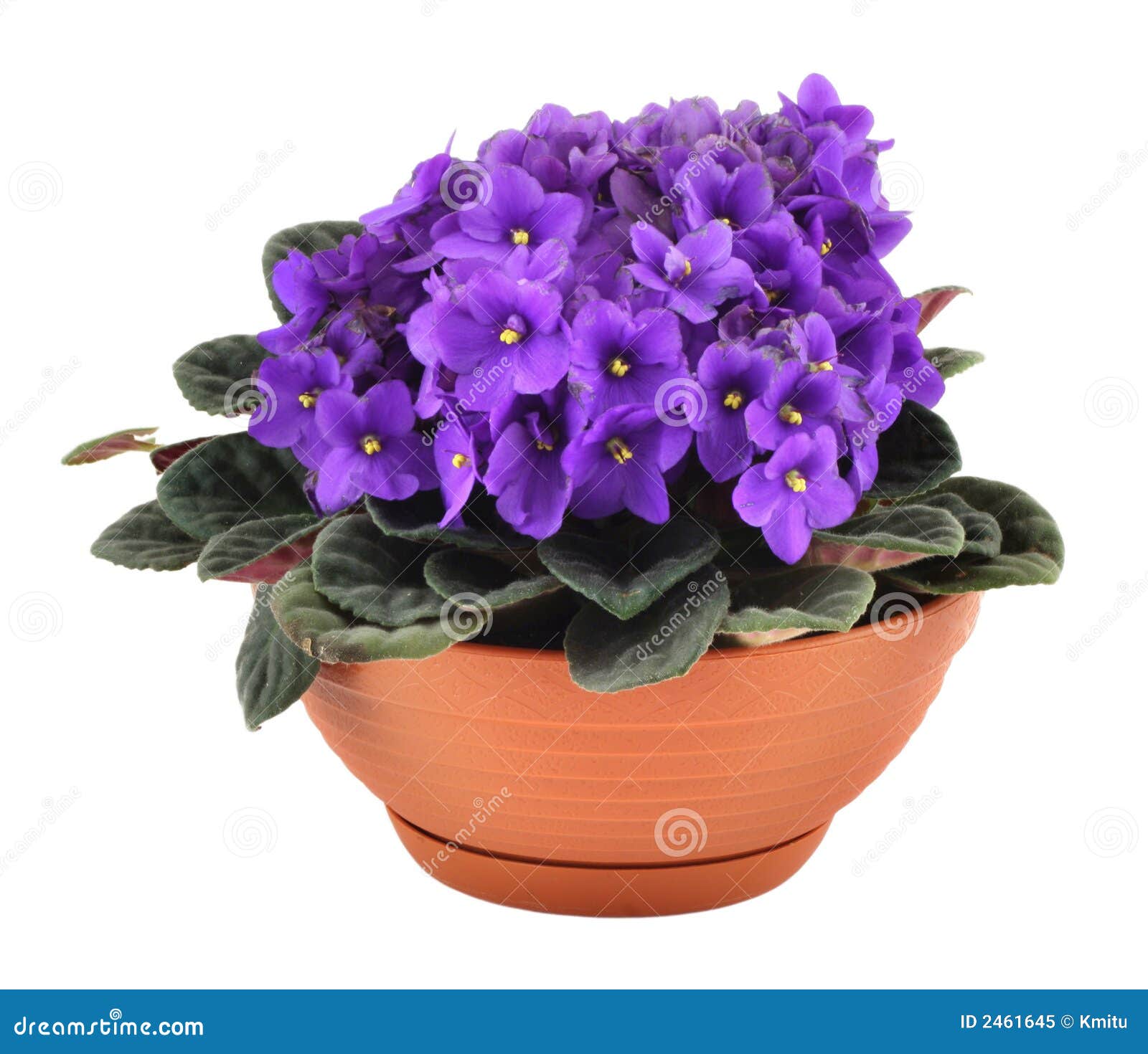 1,701 Violets Pot Photos - Free & Royalty-Free Stock Photos from Dreamstime