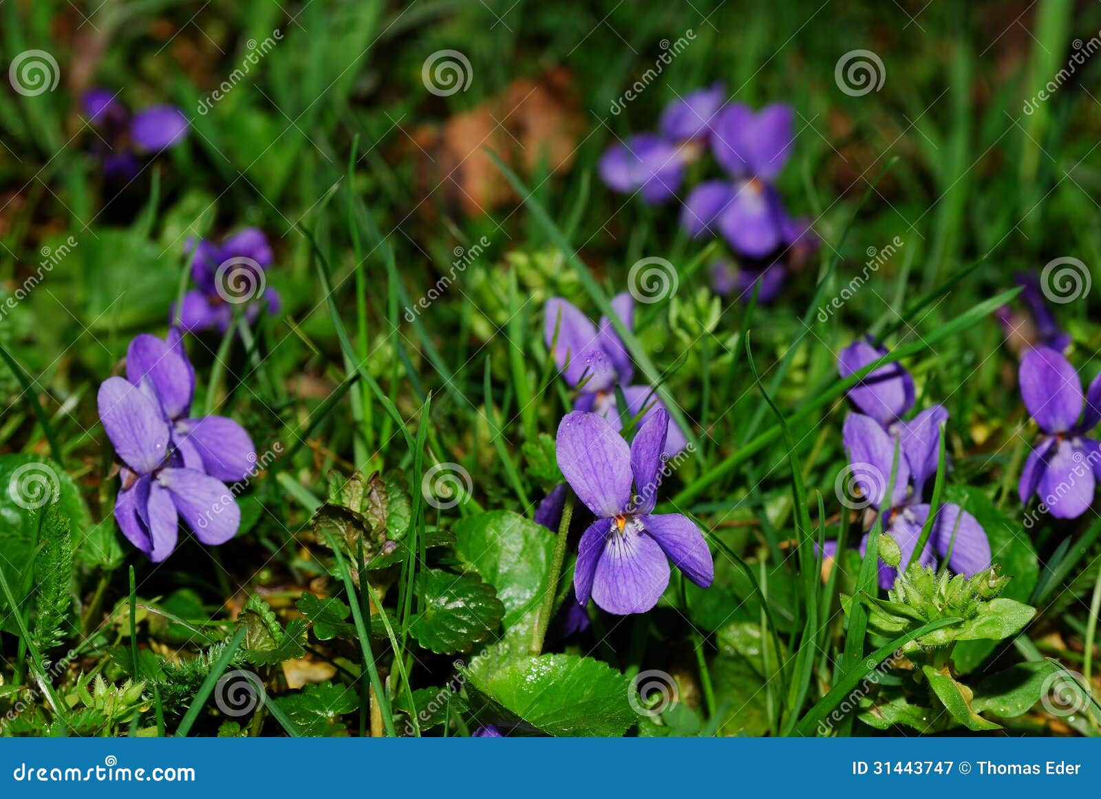 Fresh violets stock image. Image of decoration, beautiful - 31443747