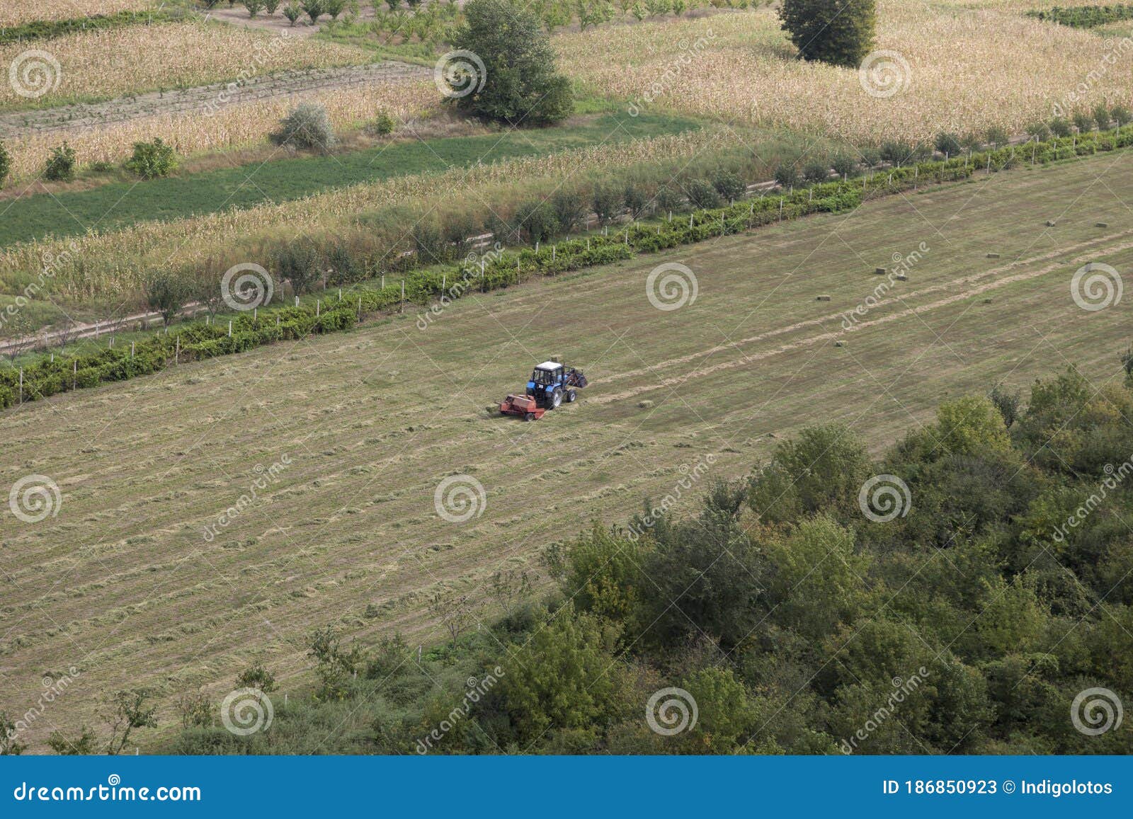 Fresh Wafer of Hay on a Field Stock Image - Image of fruit, garden ...