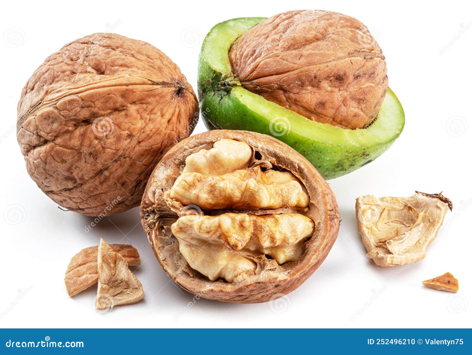 Fresh Walnut in Green Husk, Walnut and Kernel Isolated on White ...