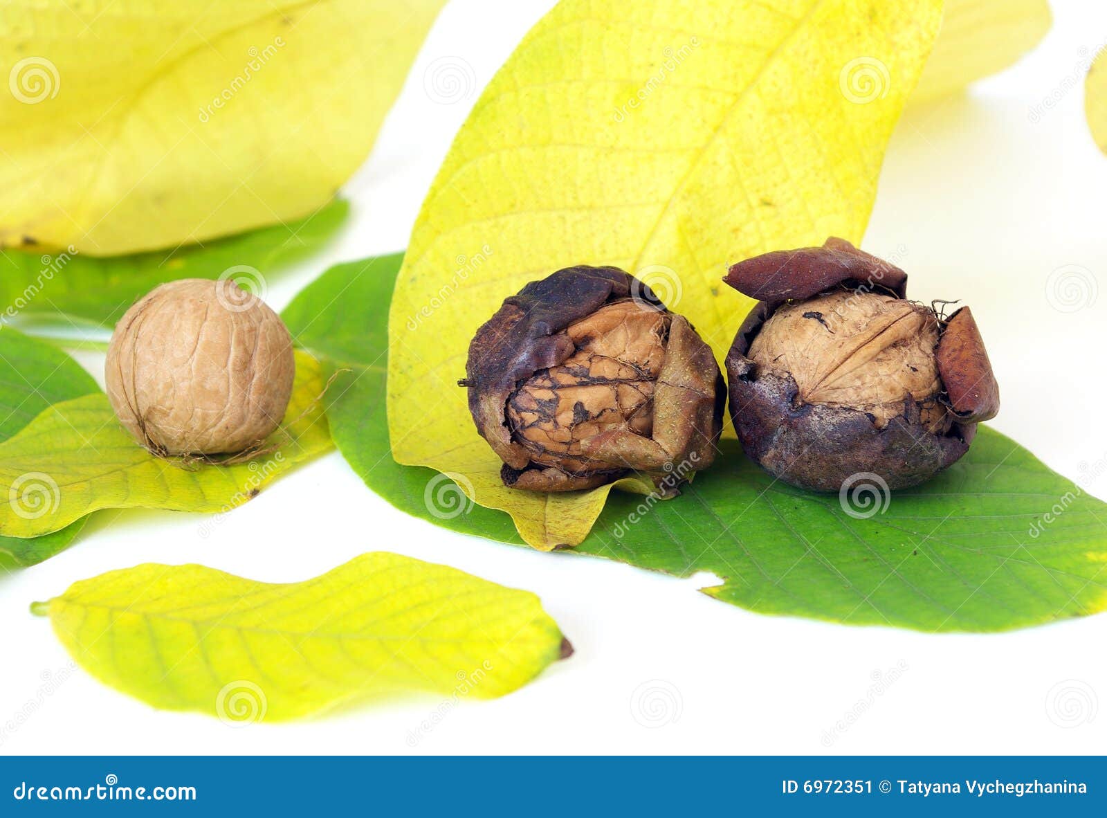 Fresh Walnut Isolated on White Stock Image - Image of background ...