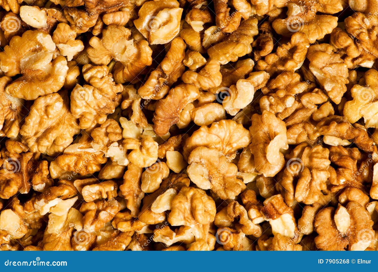 Fresh walnut nuts stock photo. Image of nature, autumn - 7905268