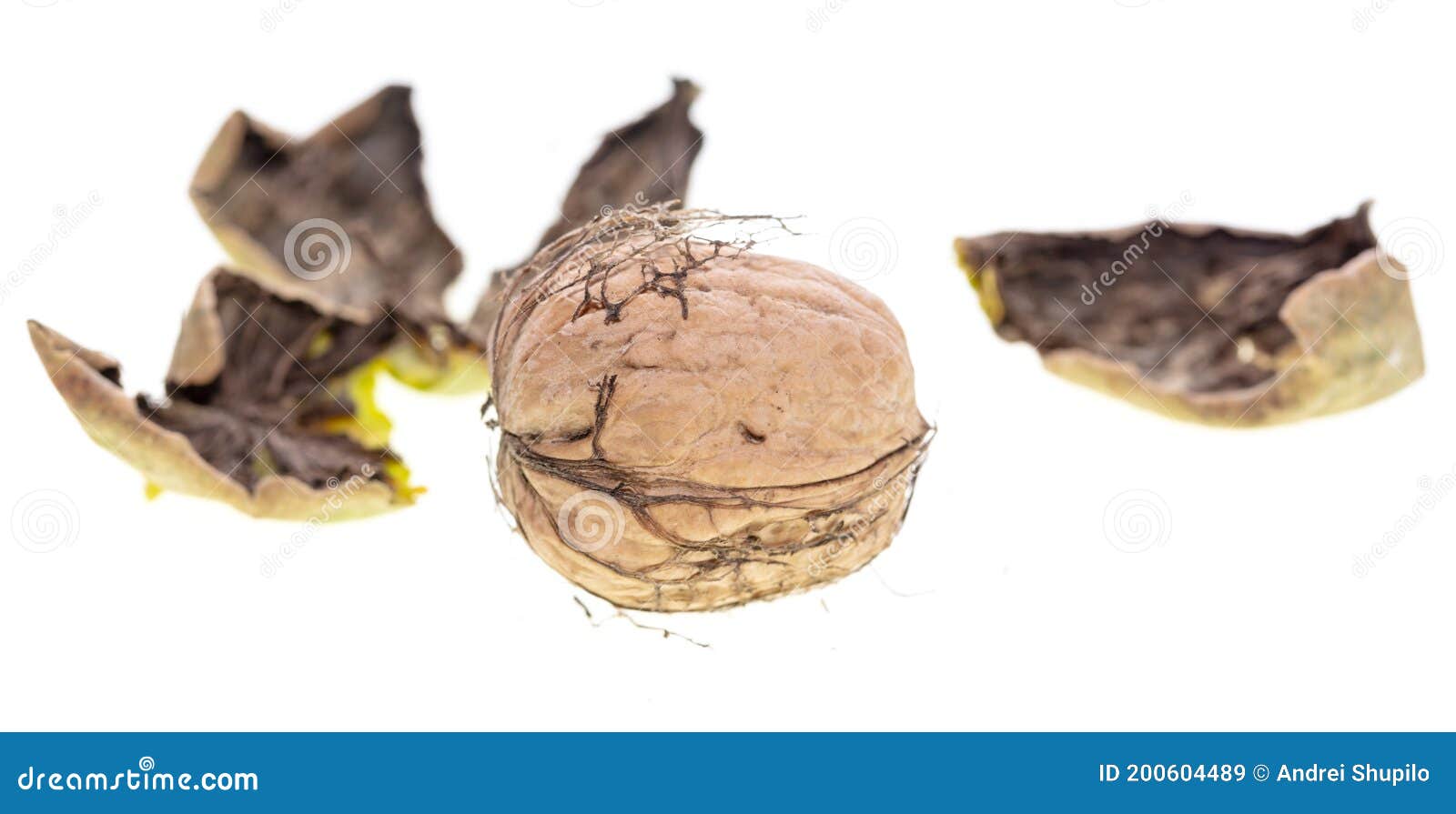 Fresh Walnut in the Shell Isolated on a White Stock Image - Image of ...