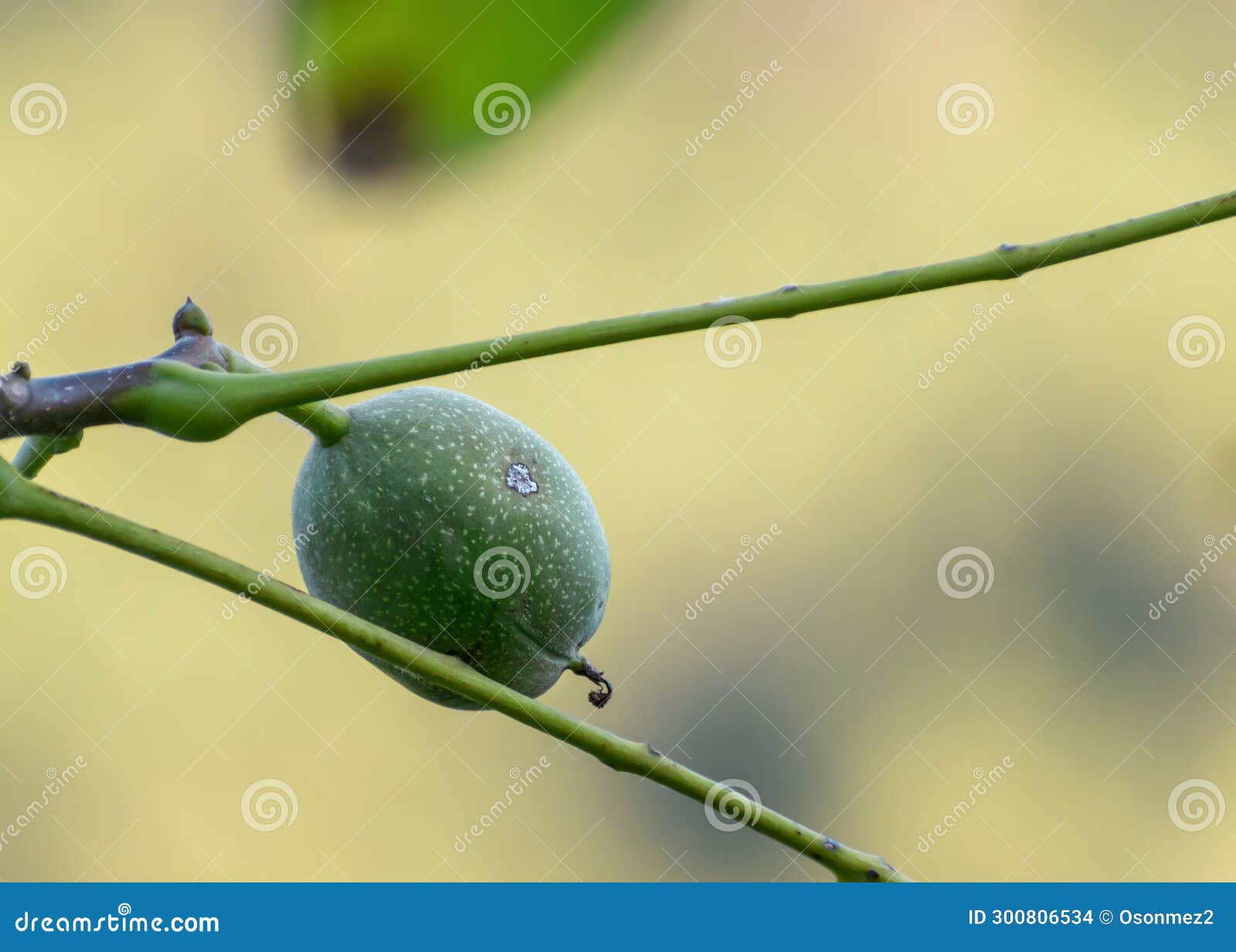 Fresh Walnuts with Green Shells on a Walnut Tree Branch Stock Photo ...