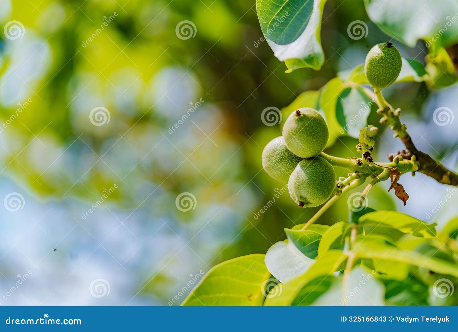 Fresh Walnuts Hanging on a Tree in the Blue Background. Green Walnut ...