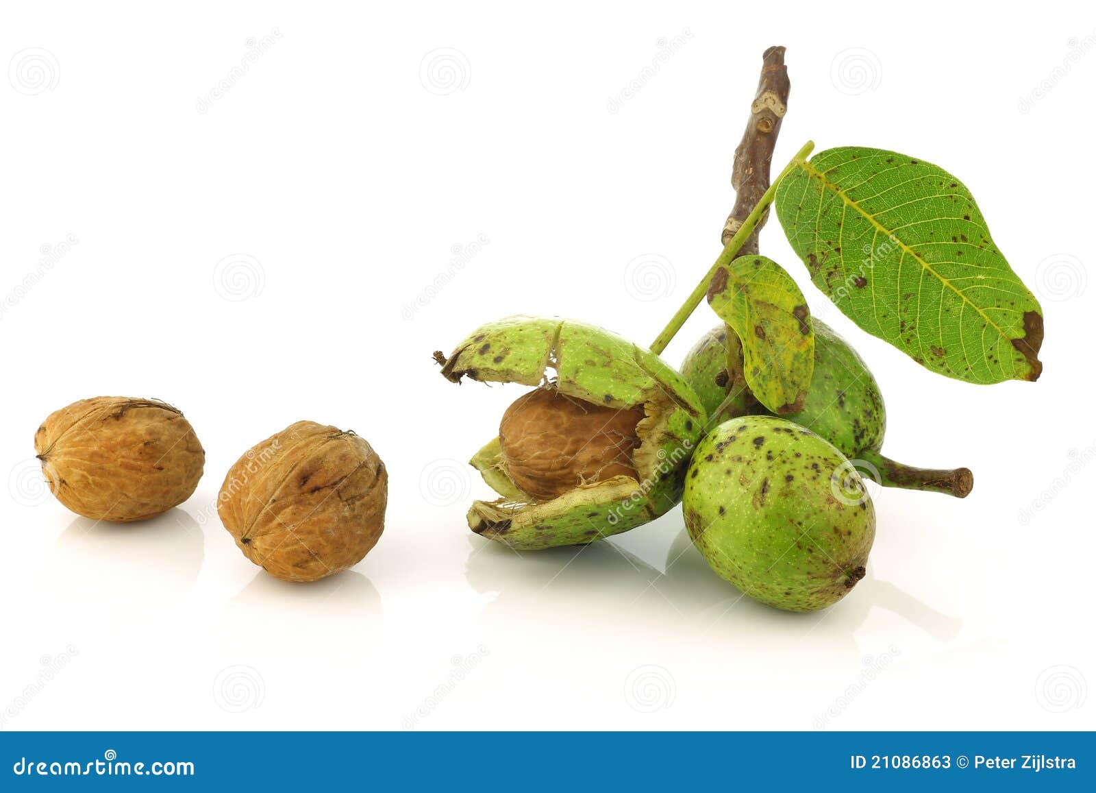 Fresh Walnuts (Juglans Regia) with a Shell Opened Stock Image - Image ...