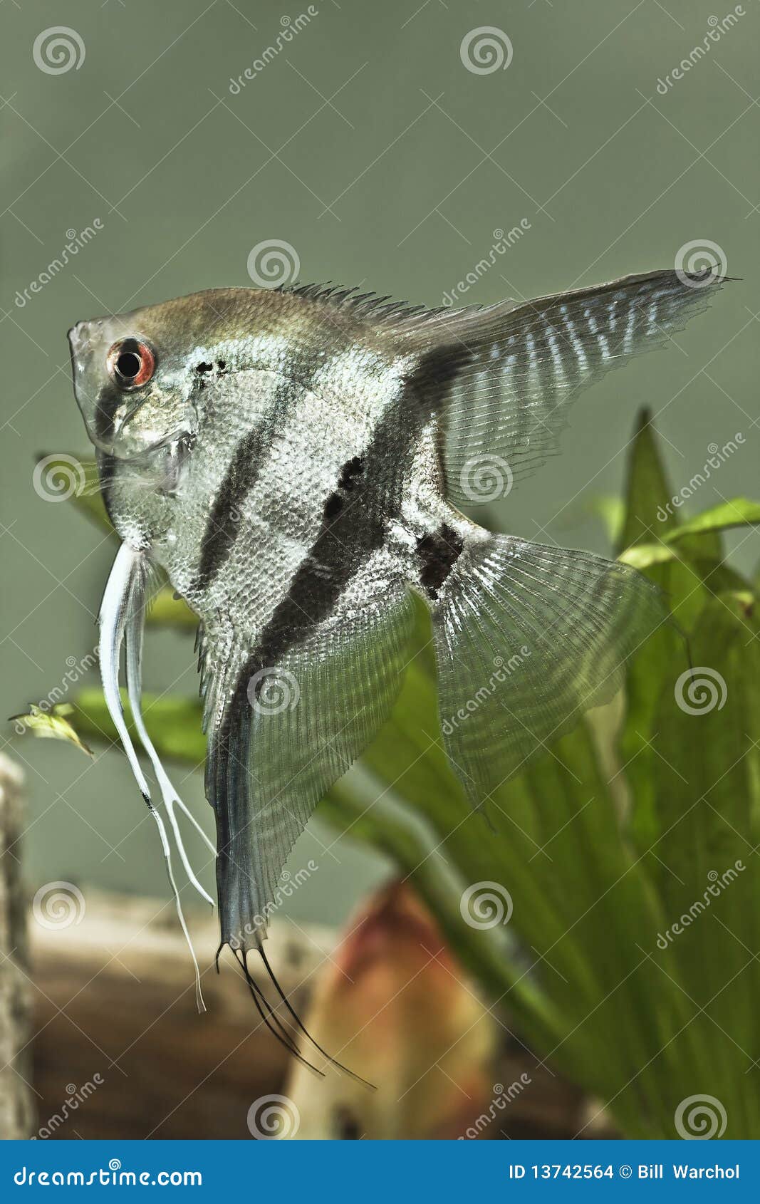 Fresh Water Angel Fish - Pterophyllum Scalare Stock Photo - Image of ...