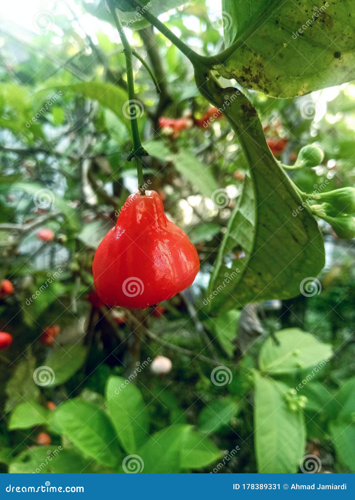 Fresh Water Apple on the Tree Stock Image - Image of citrus, shrub ...