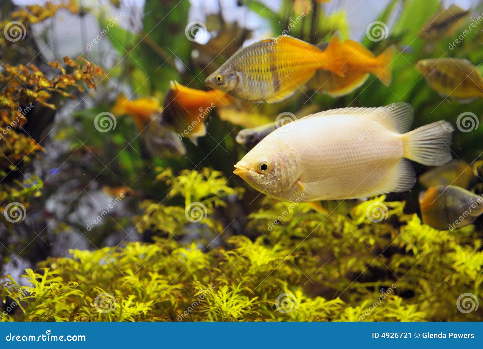 Guami Stock Photos - Free & Royalty-Free Stock Photos from Dreamstime