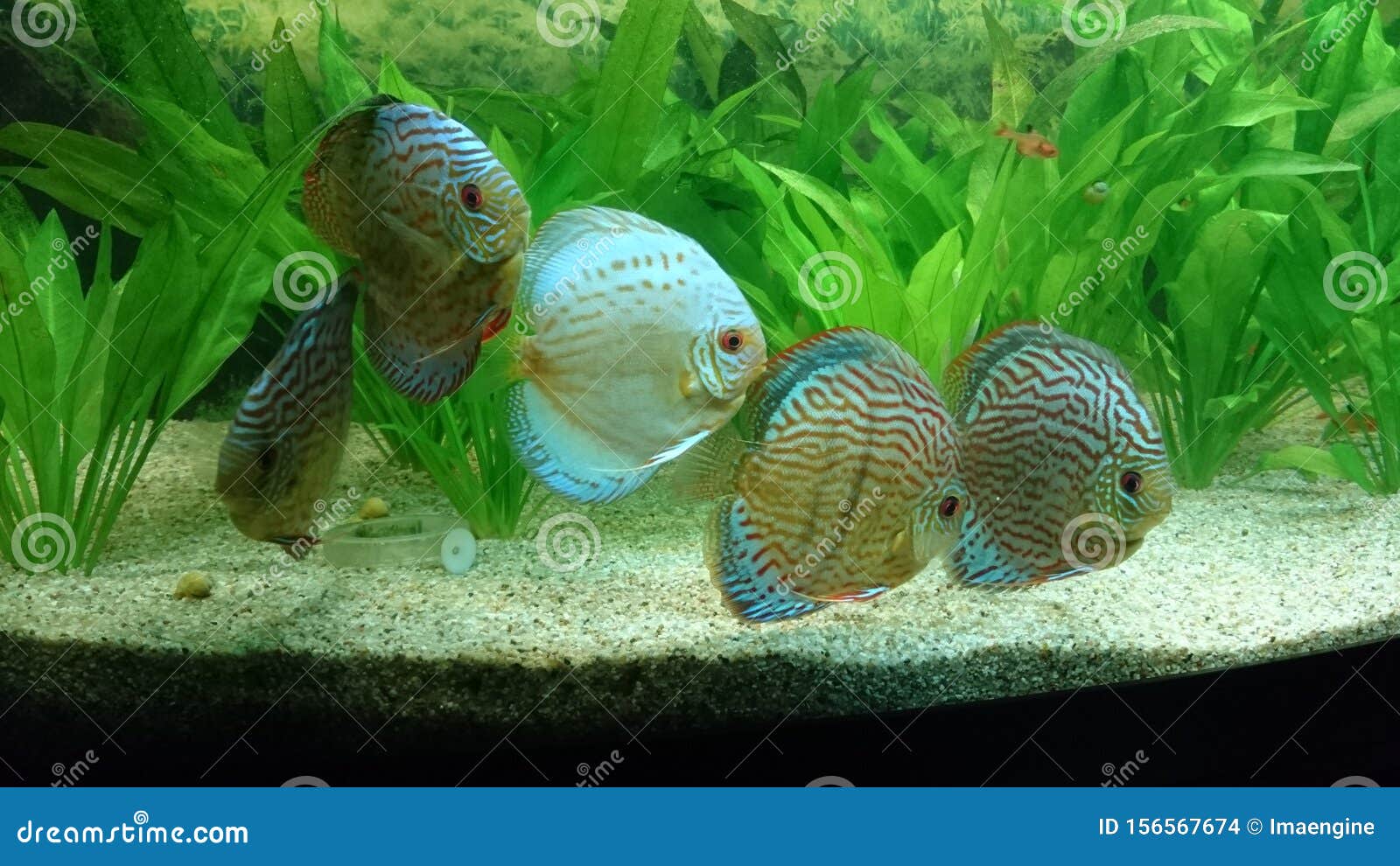 Fresh Water Aquarium with Discus Fish & X28; Amazon Fish and Plants ...
