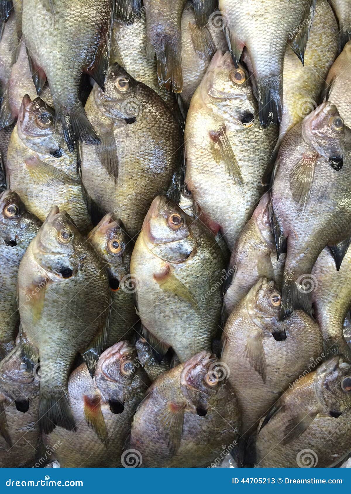 Fresh water bream stock image. Image of fish, fishing - 44705213