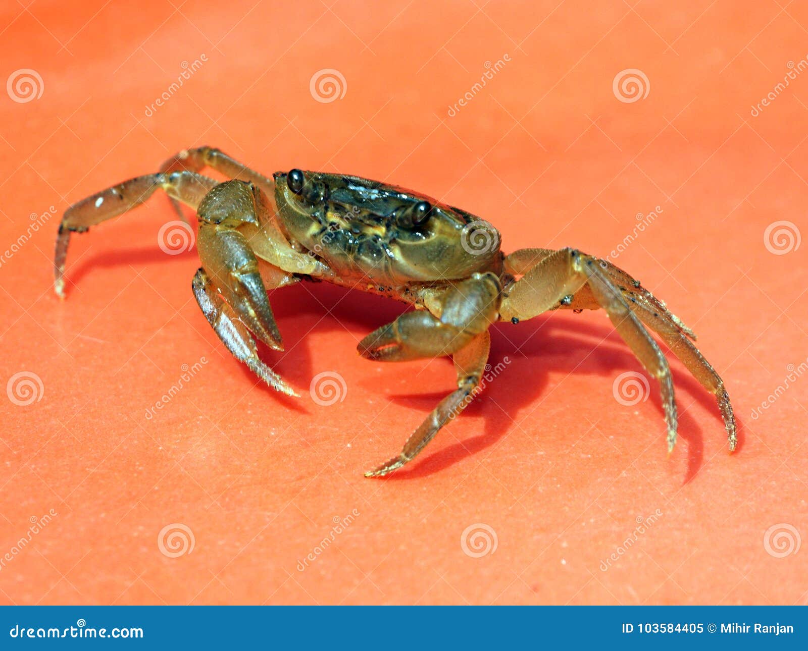 A Fresh Water Crab in Defensive Pose Stock Image - Image of smallcrab ...