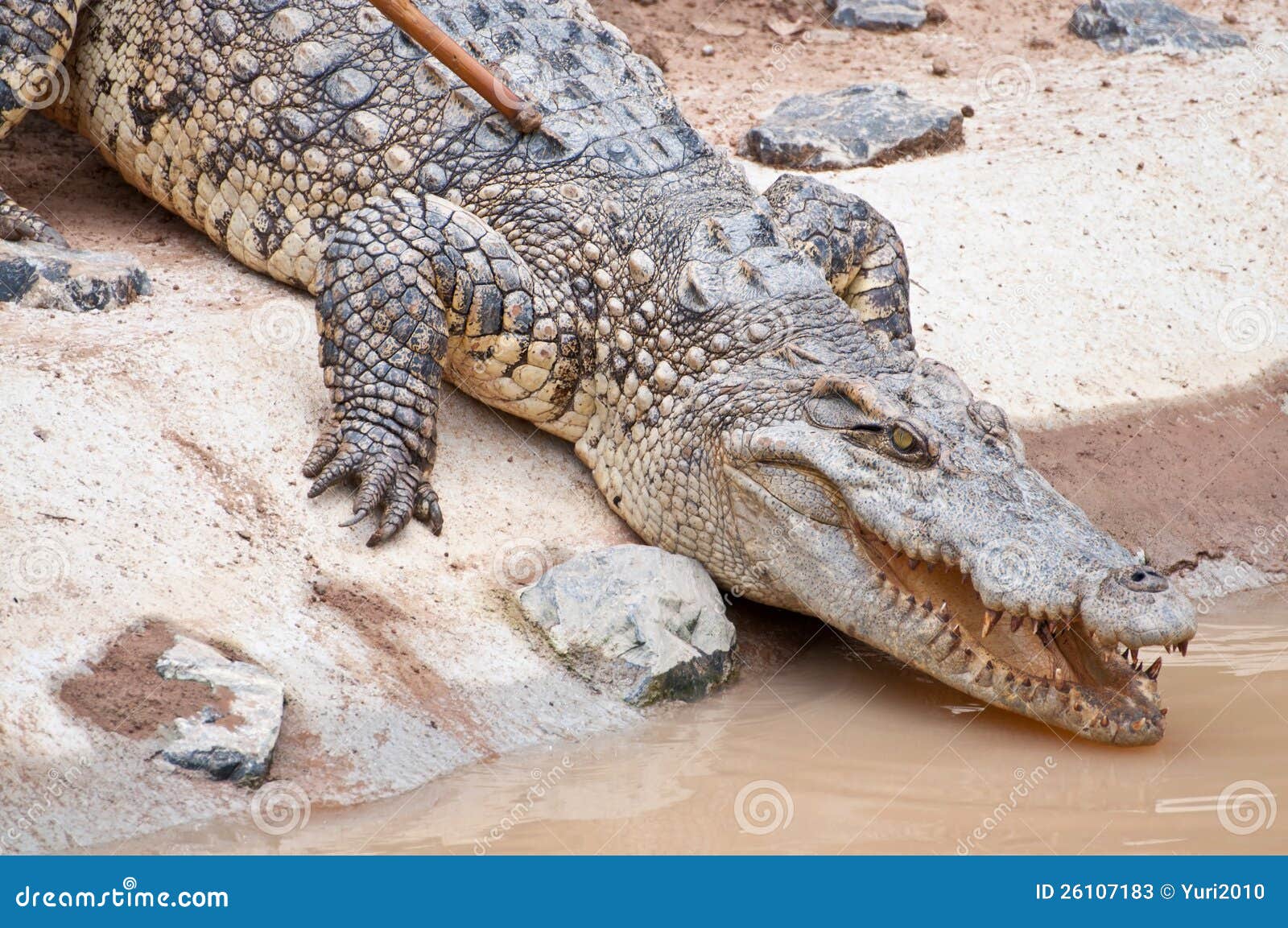 A fresh water crocodile stock image. Image of lying, land - 26107183