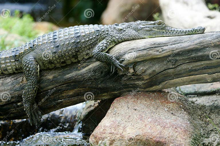 Fresh Water Crocodile stock photo. Image of crocodile - 3989042