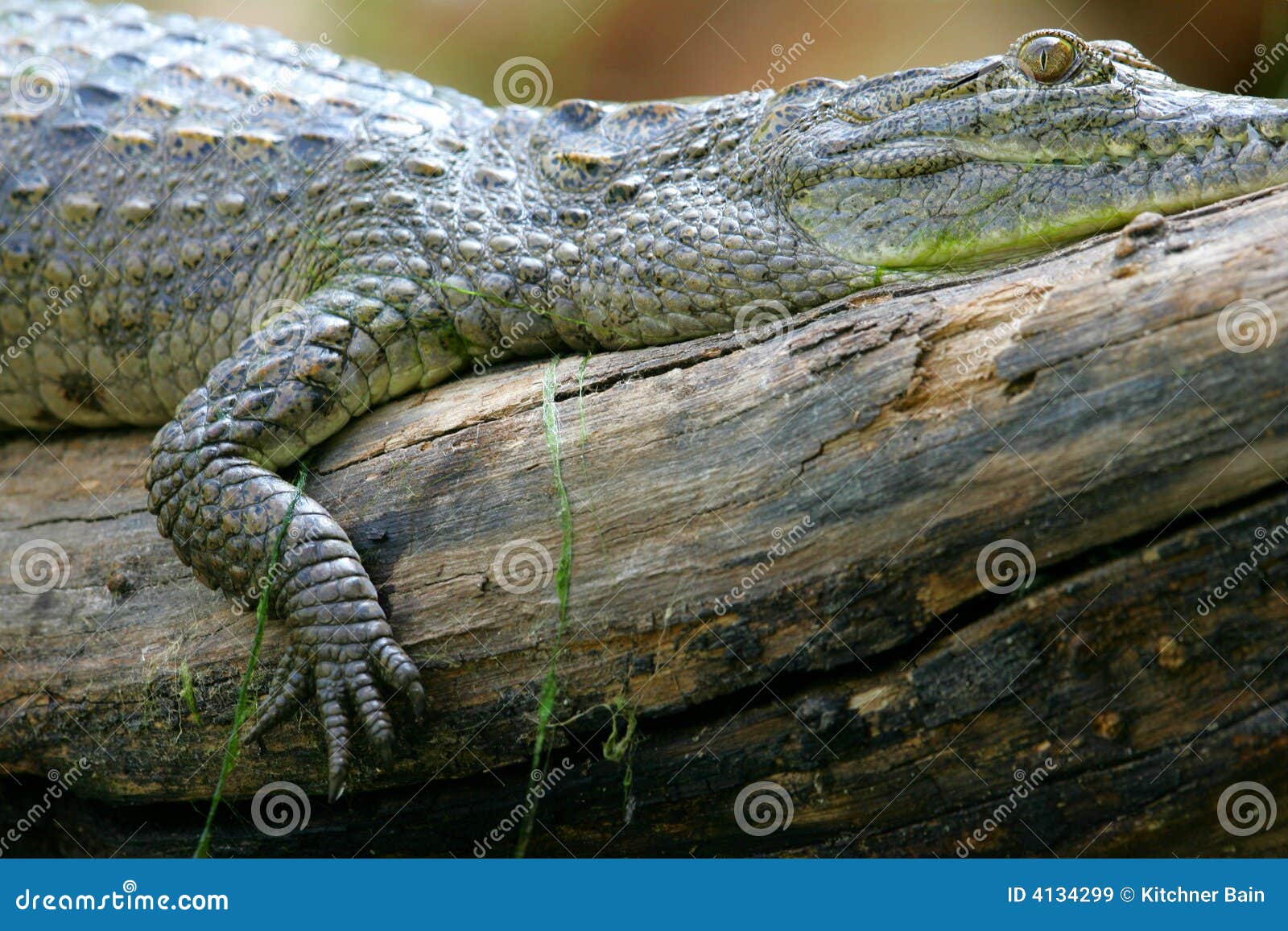 Fresh Water Crocodile stock image. Image of croc, wild - 4134299